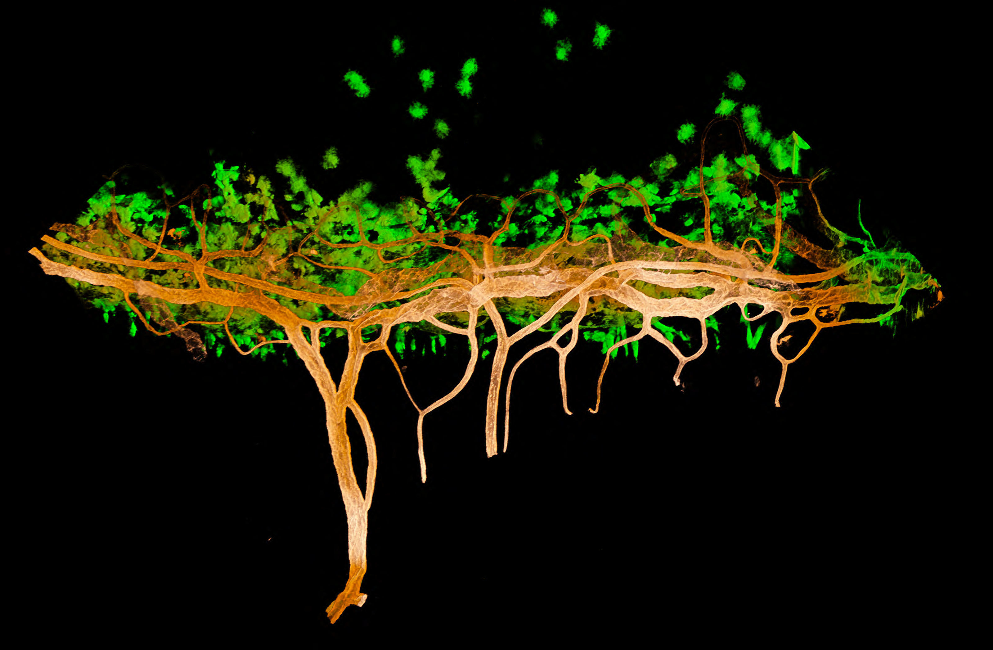 Mouse cornea vasculature | Nikon Small World