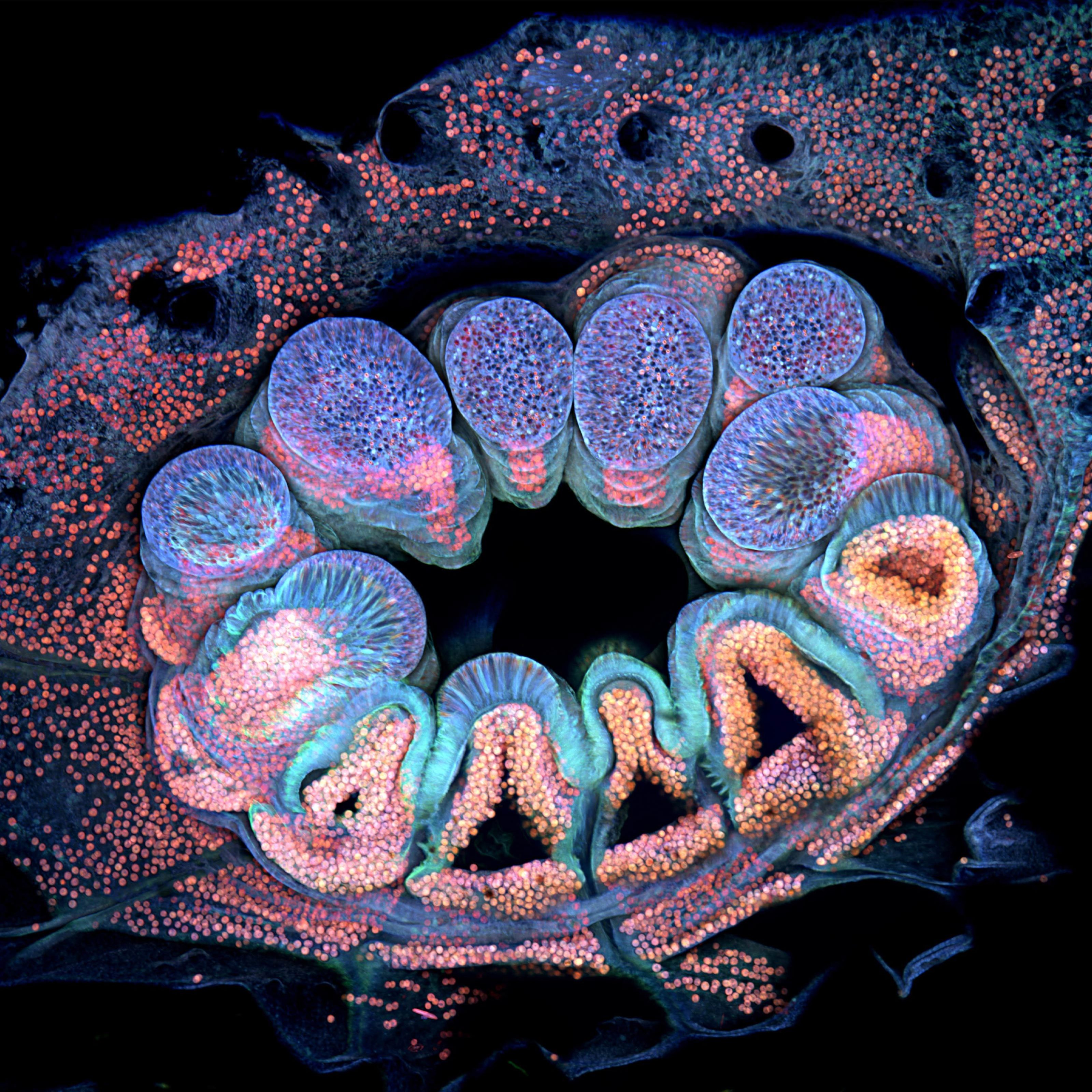 Autofluorescence of a single coral polyp | Nikon Small World