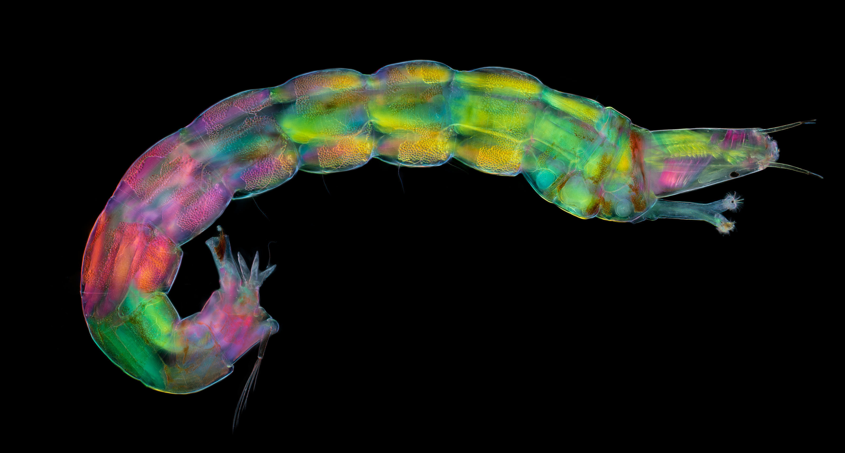 Midge larva collected from a freshwater pond | Nikon Small World