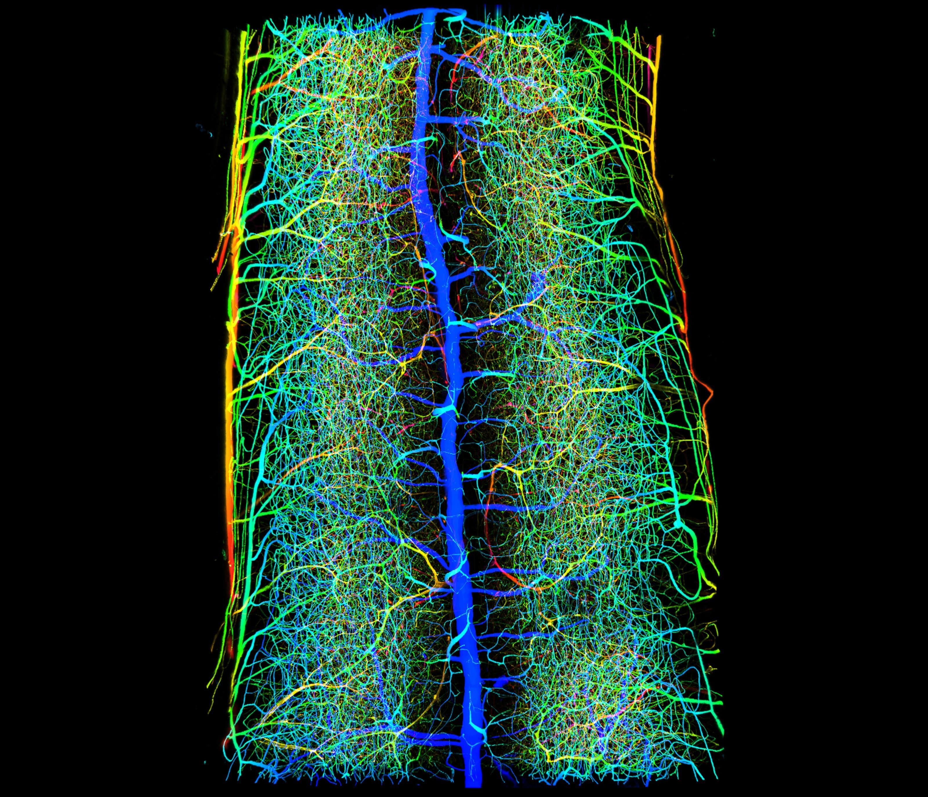 3D imaging of the vasculature network in an adult mouse spinal cord ...
