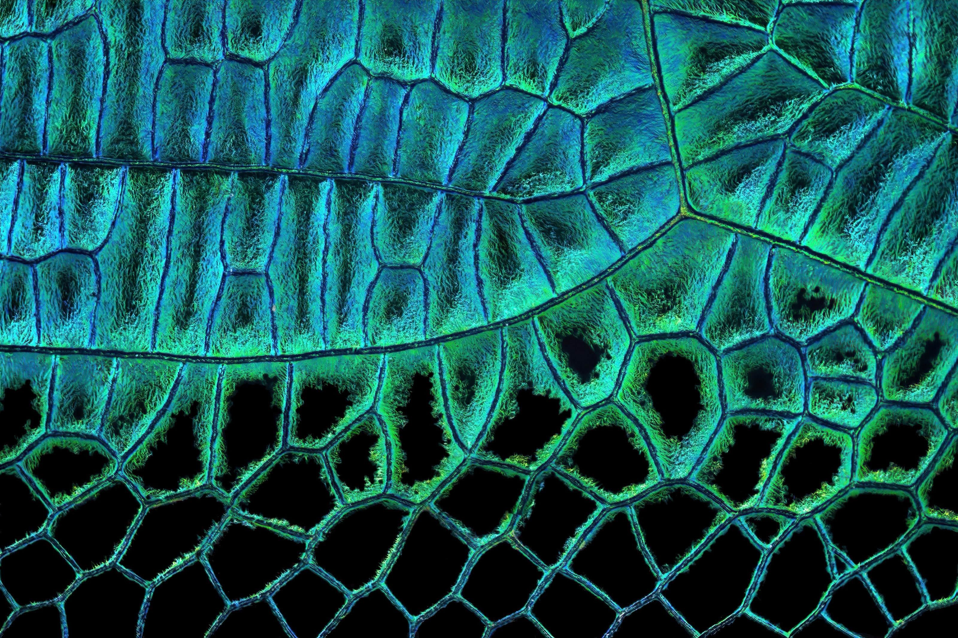 Section of a damselfly | Nikon Small World