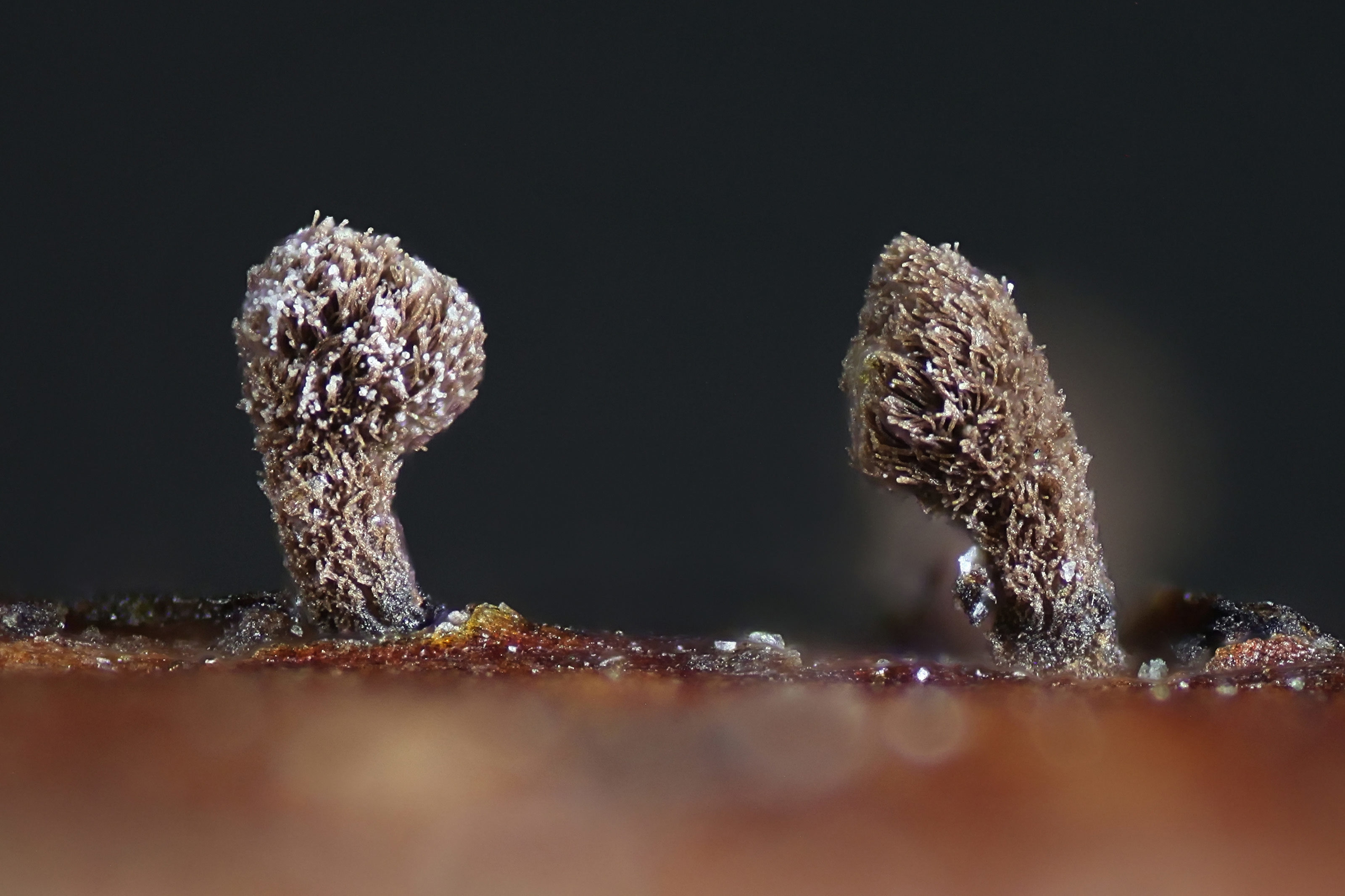 Disco fungus (Lachnum clandestinum) growing on a raspberry (Rubus ...