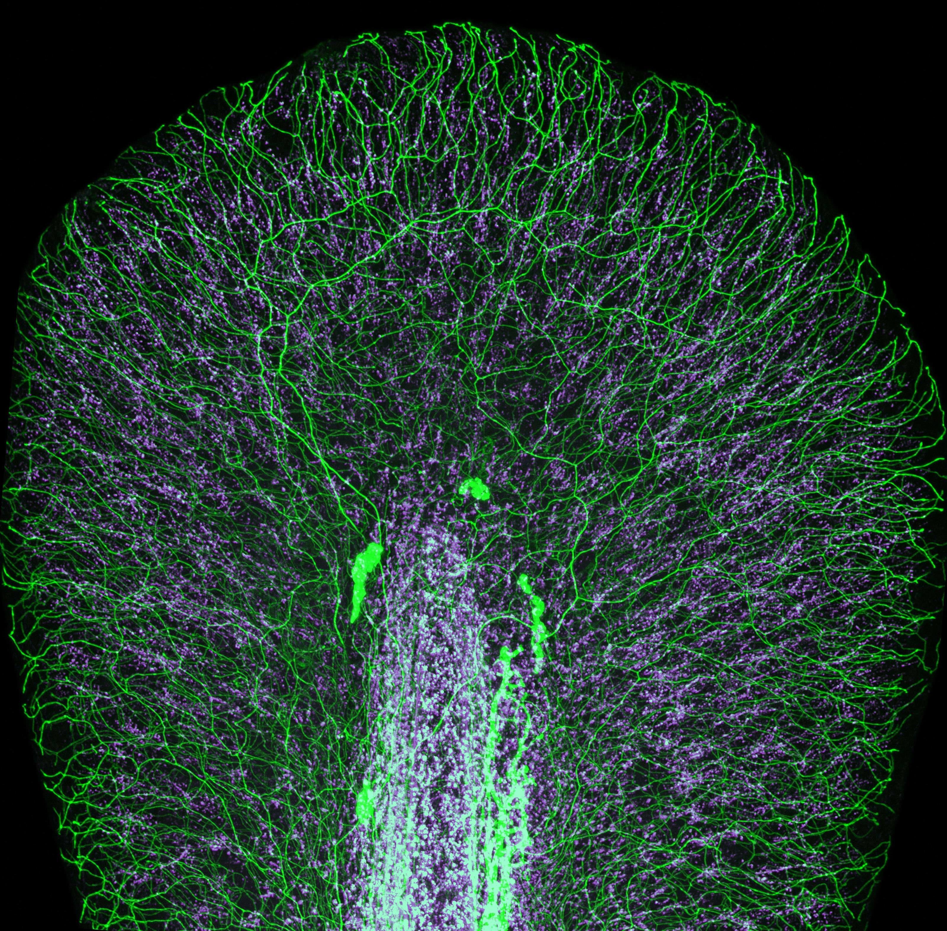Tail fin of a zebrafish larva with peripheral nerves and extracellular ...