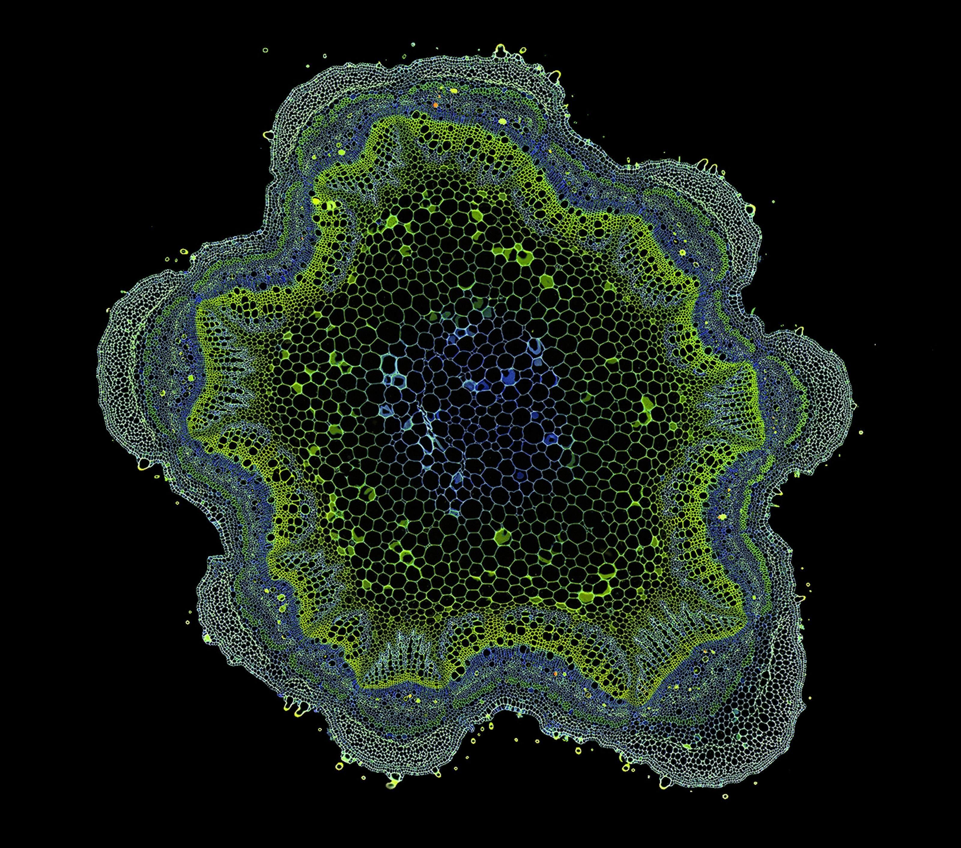 Stem section of hemp | Nikon Small World