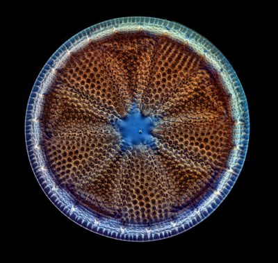Diatom (Actinoptychus sp.) | Nikon Small World