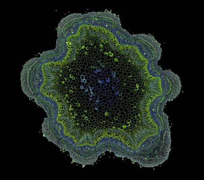 Stem section of hemp | Nikon Small World