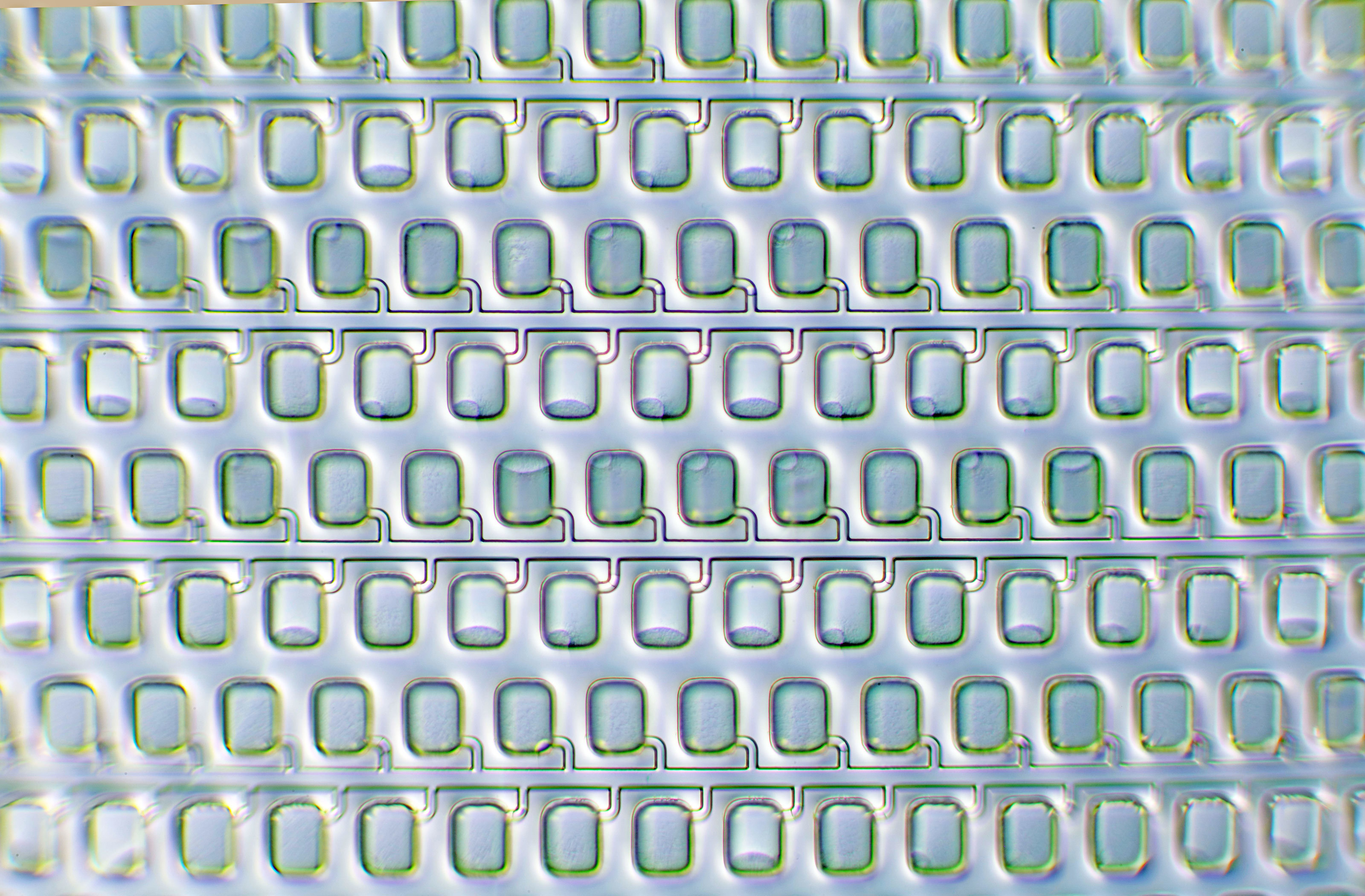 Digital PCR plate set up with RNA extracted from viruses in wastewater ...