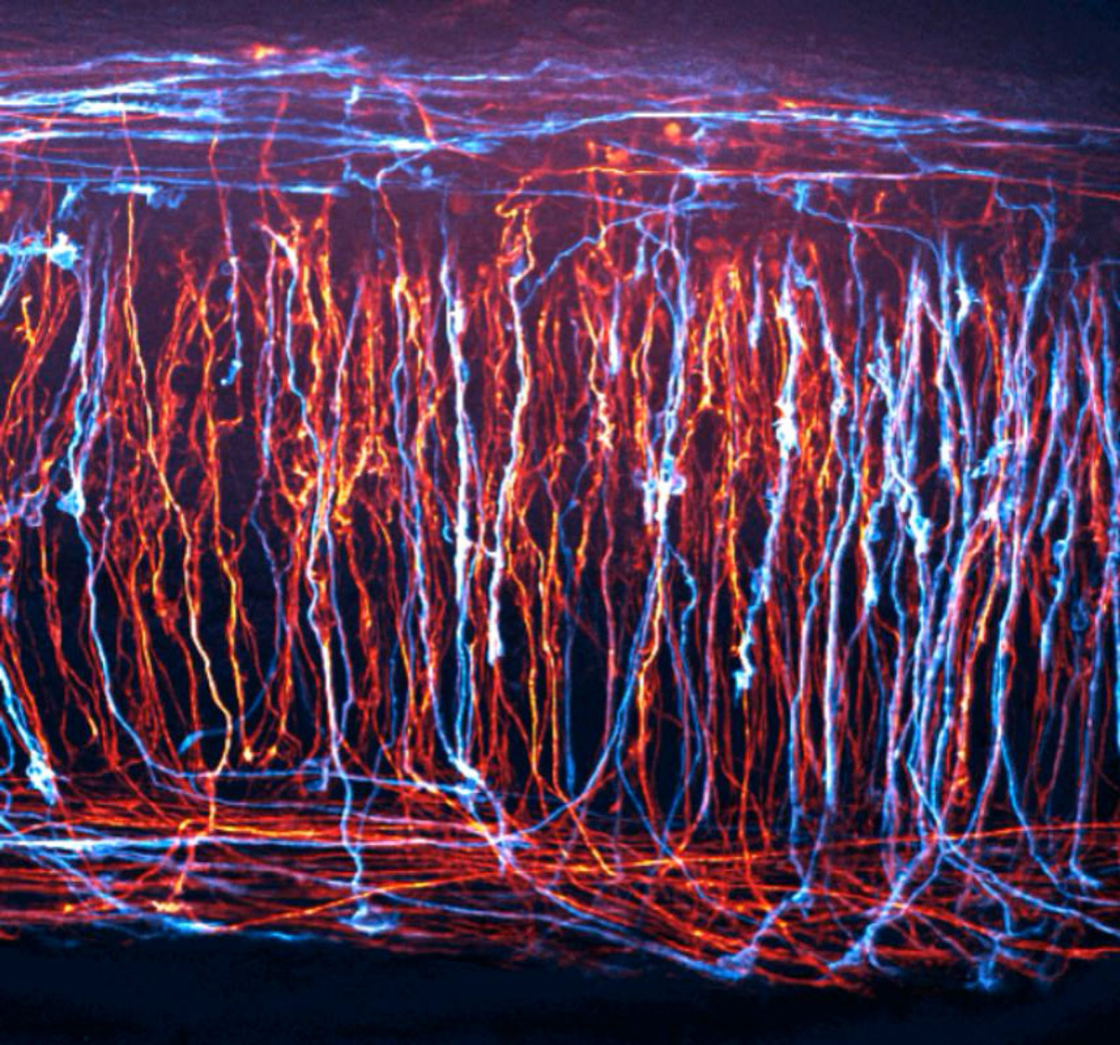 2023 Small World in Motion Competition | Nikon Small World