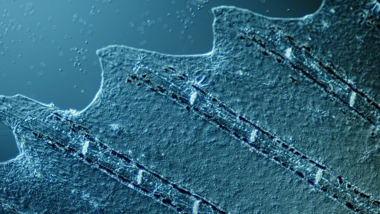 Blood flow in the tail fin of a small fish | Nikon Small World