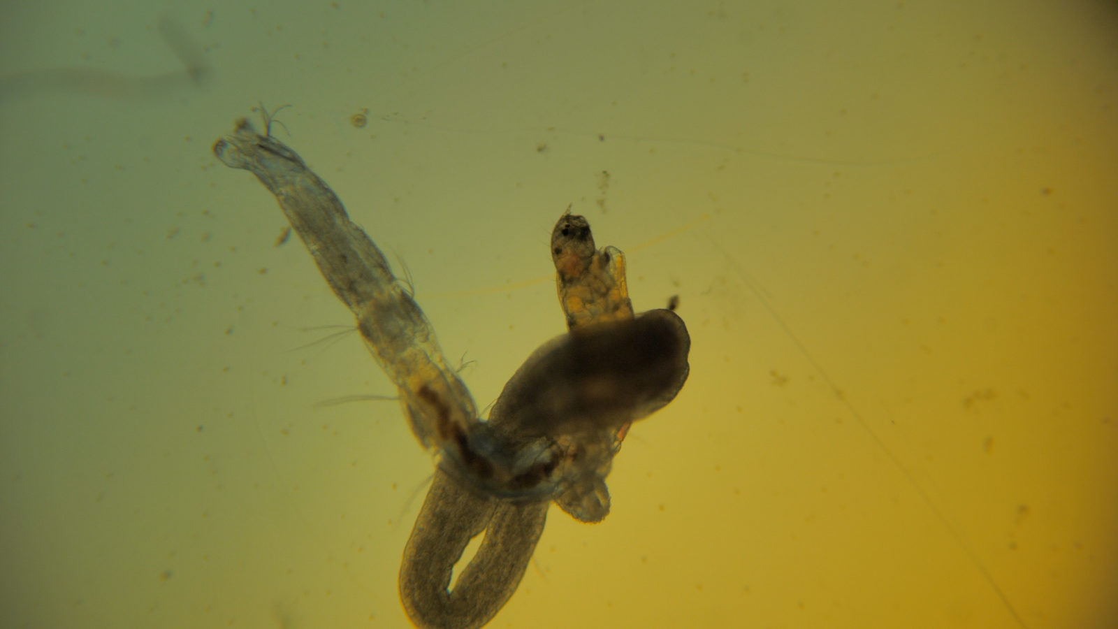 Prostoma sp. attacking prey | Nikon Small World