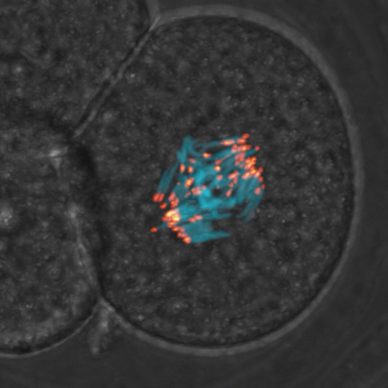 Cell division in an early mouse embryo | Nikon Small World