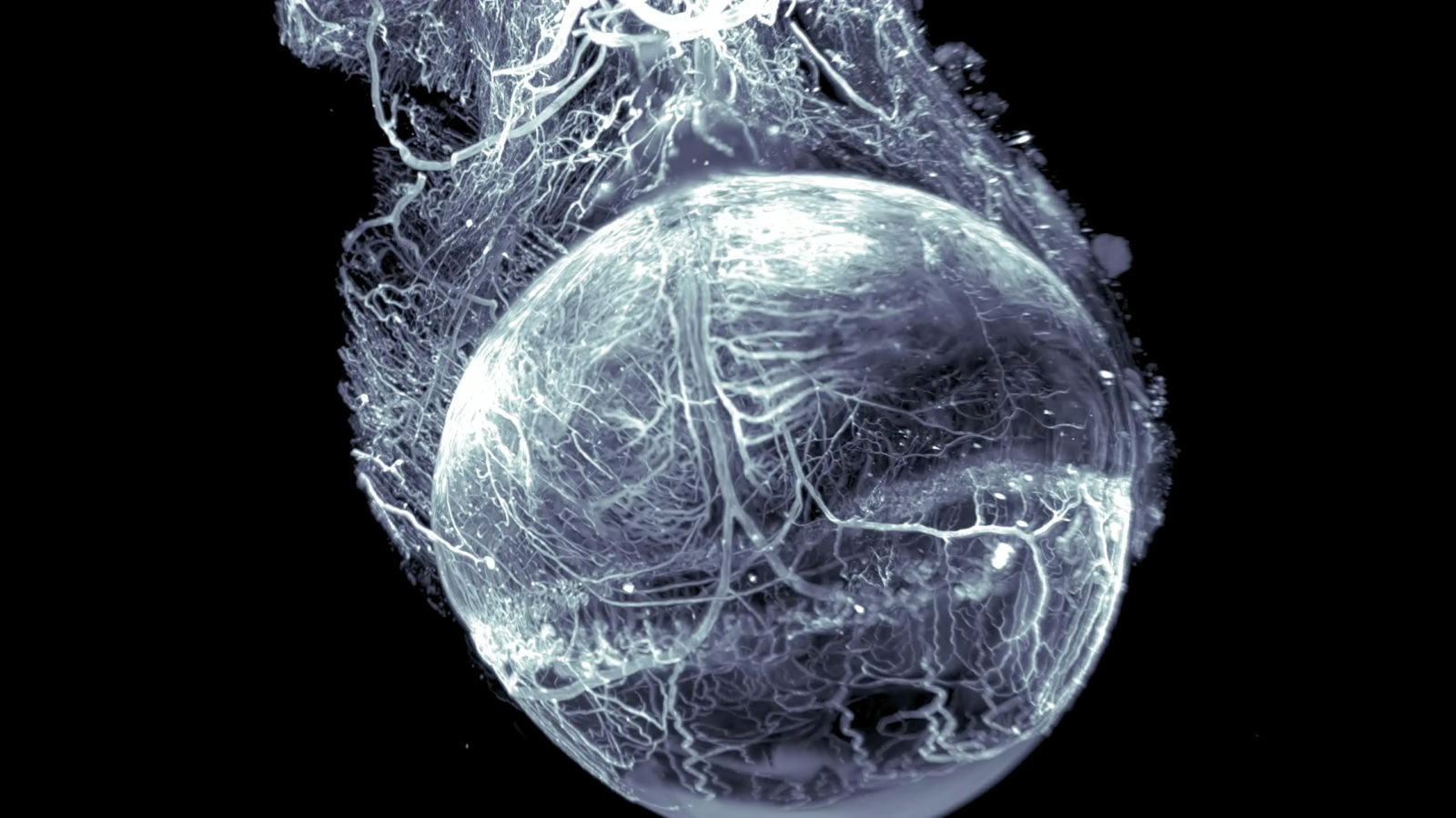 Vasculature in an adult mouse eye | Nikon Small World