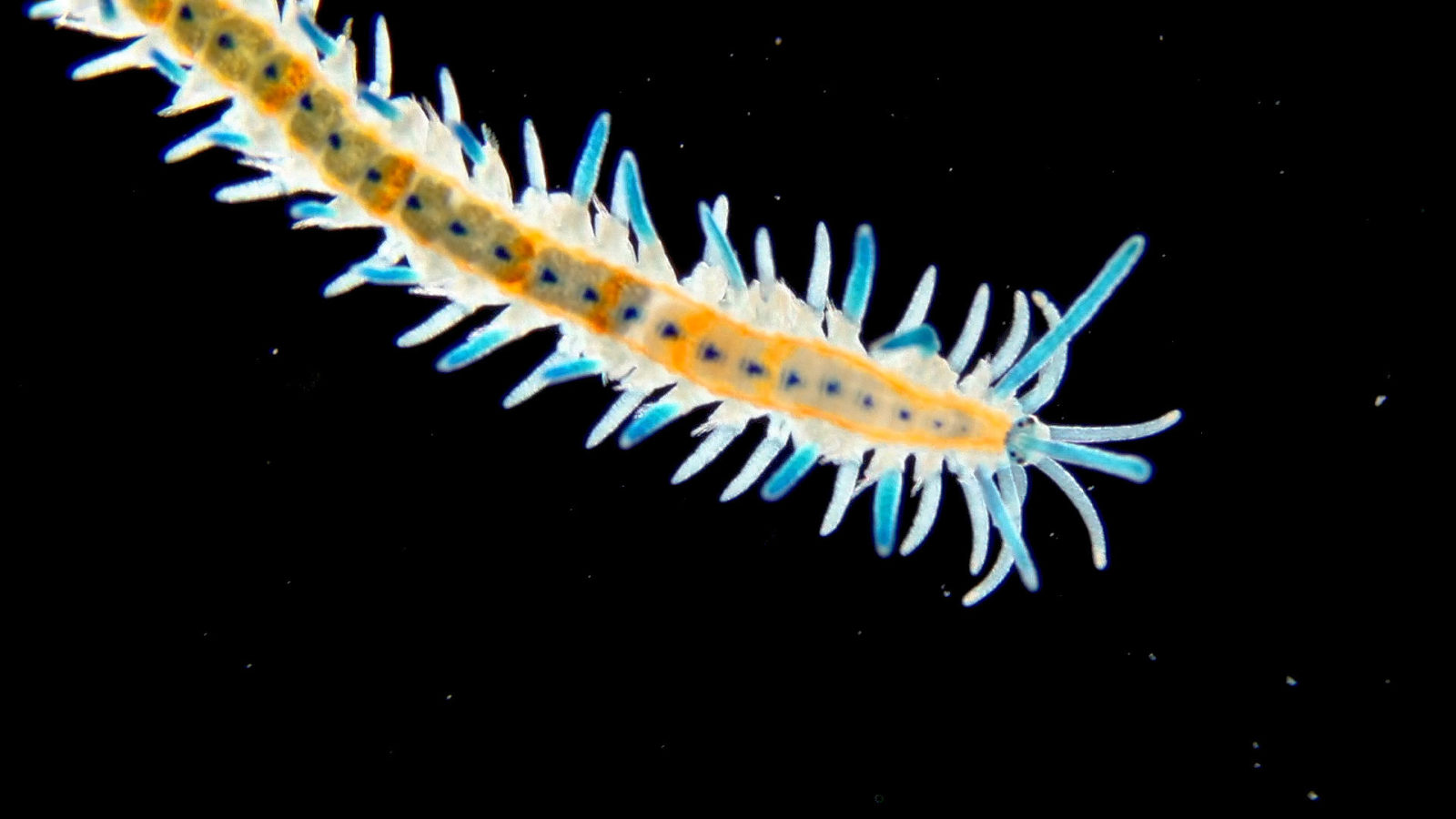 Syllid worm with sections packed with gametes, each of which break off ...