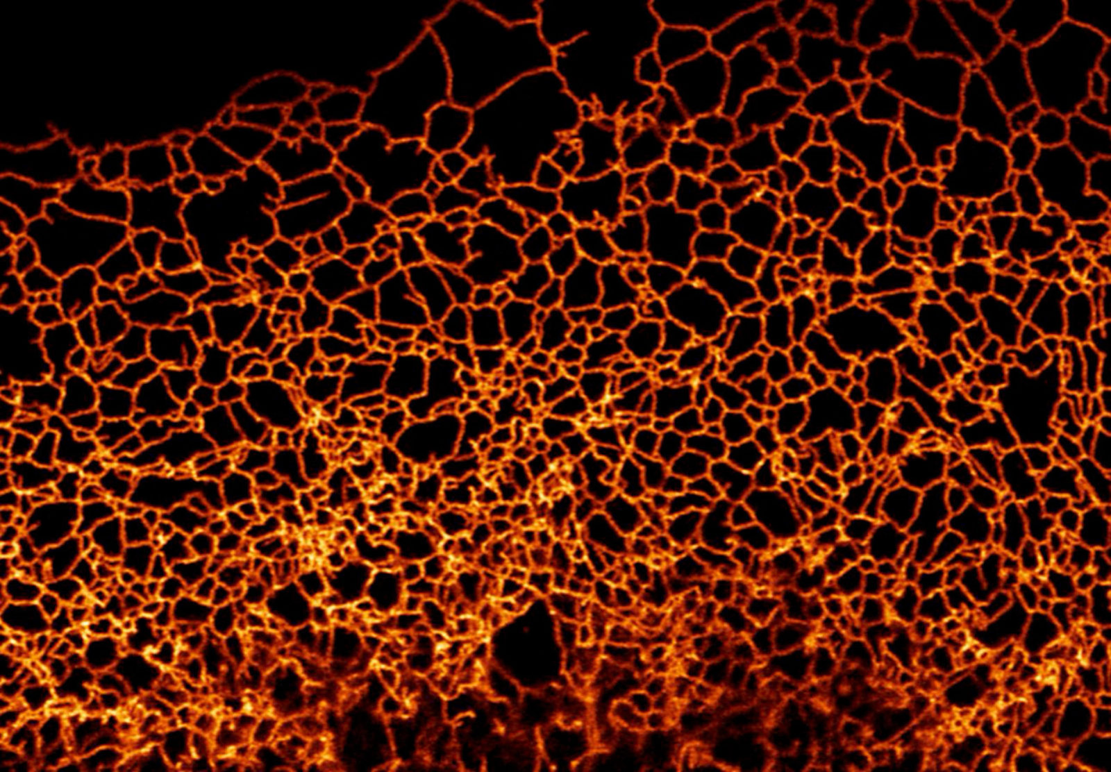 Endoplasmic reticulum (ER) dynamics in a cultured animal cell | Nikon ...