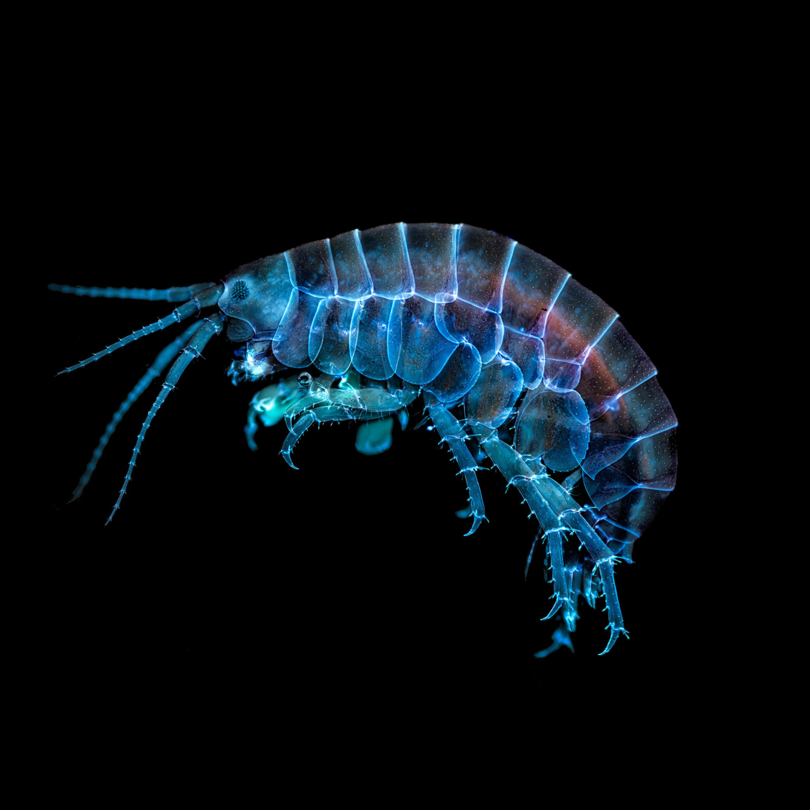 Freshwater amphipod | Nikon Small World