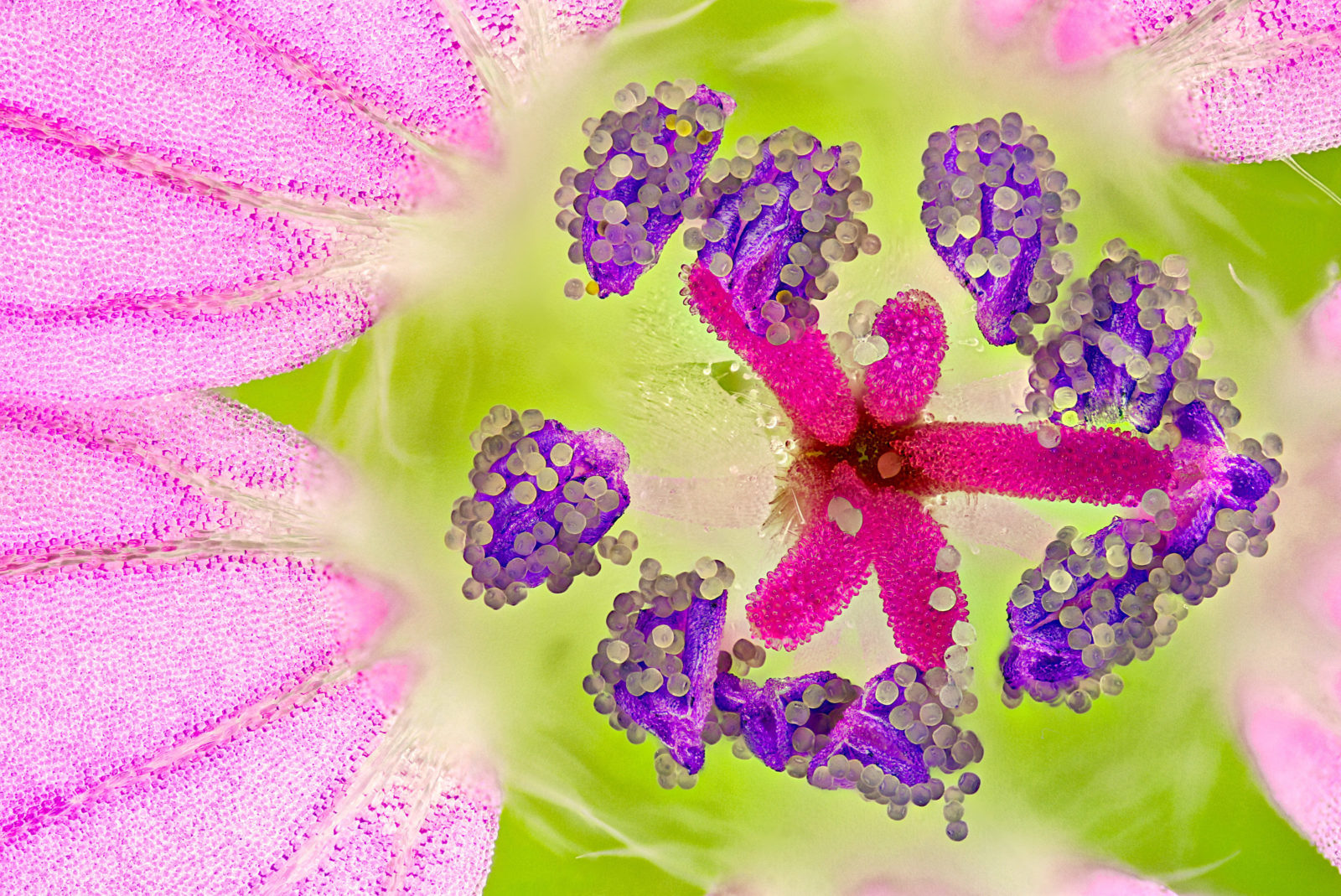 Geranium (Geraniaceae) stamen covered in pollen | Nikon Small World