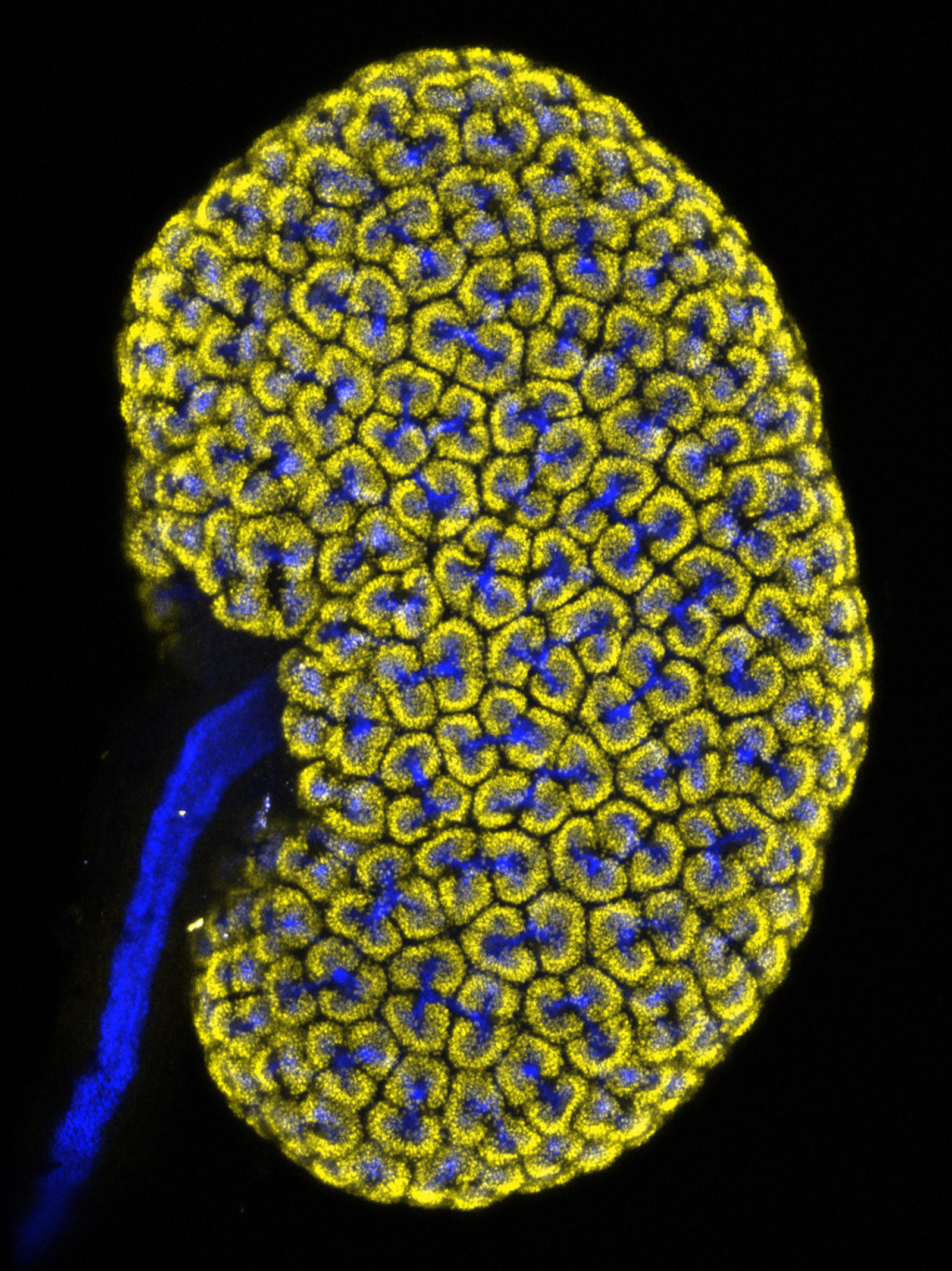 Embryonic mouse (Mus musculus) kidney | Nikon Small World