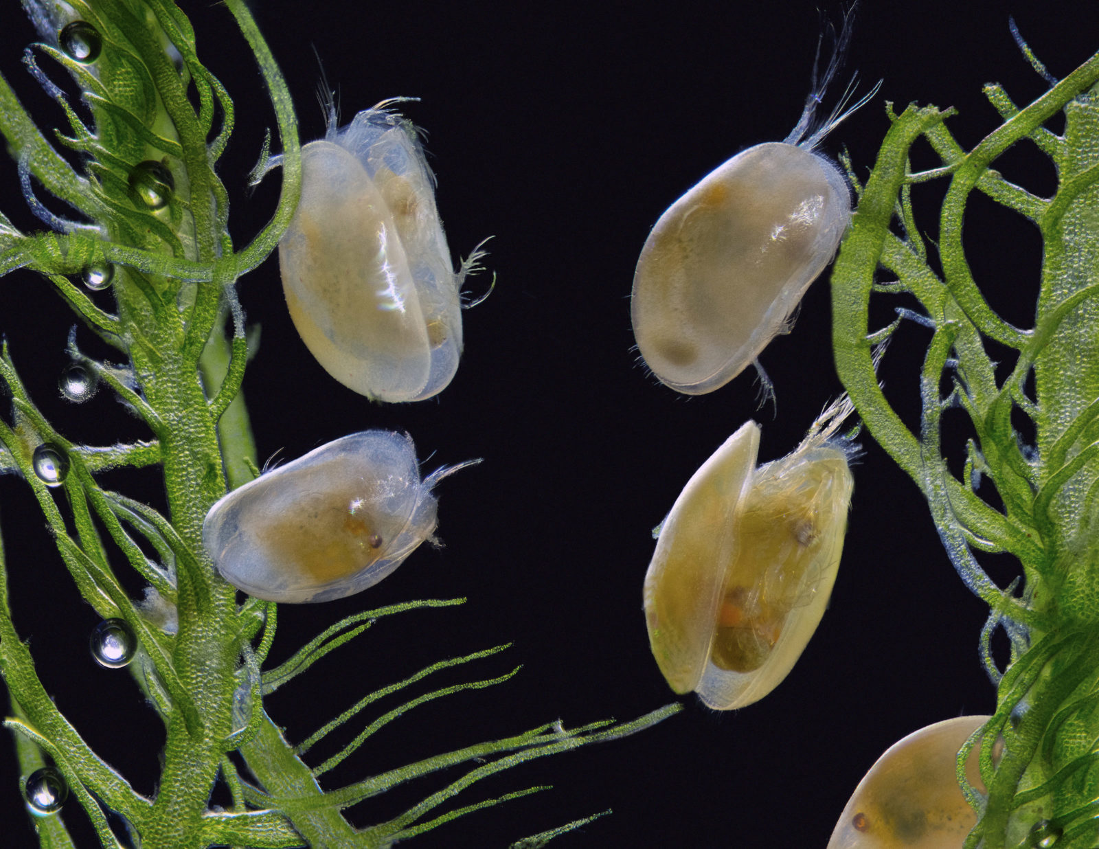 Ostracods and algae (Cladophora) | Nikon Small World