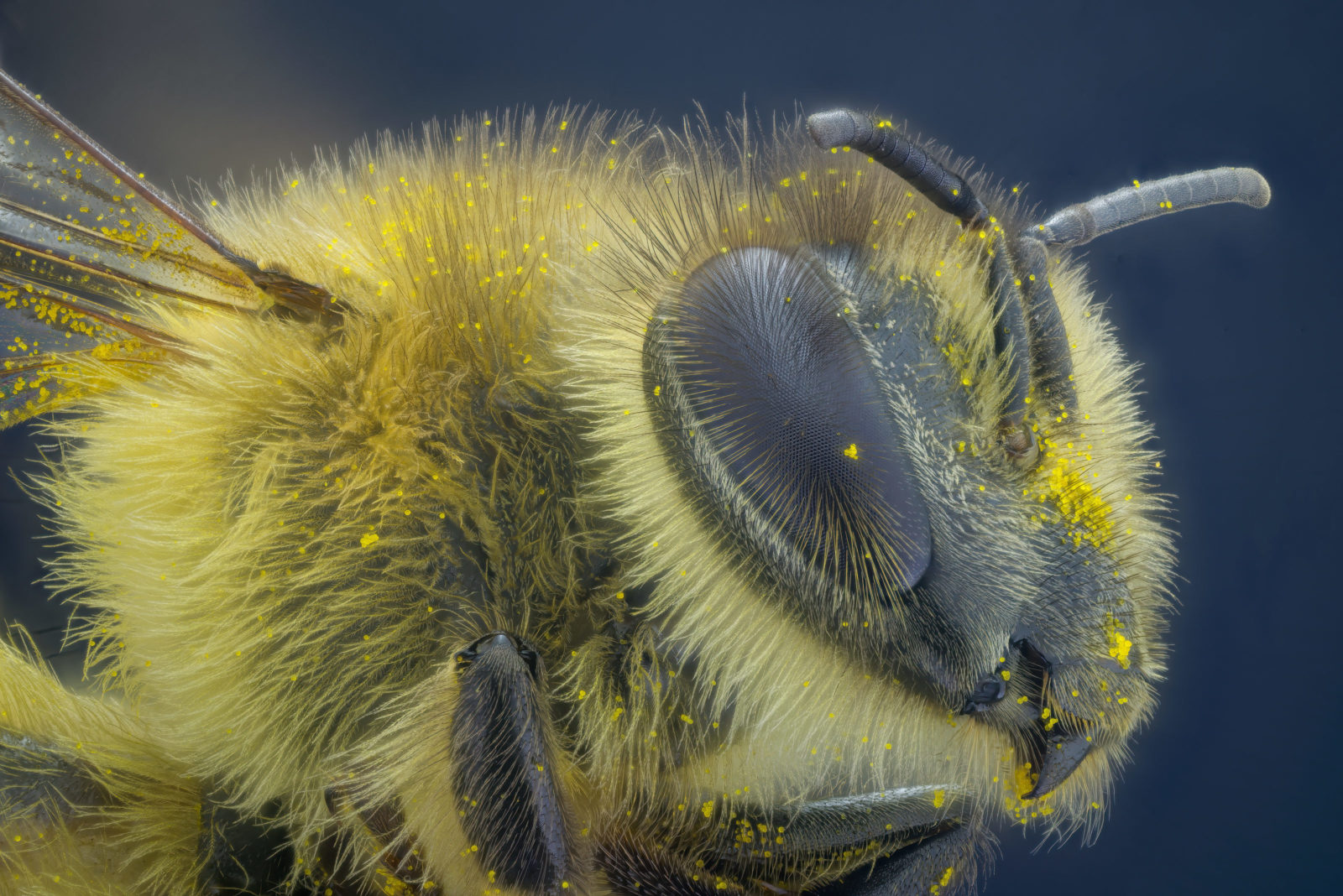 Bee | Nikon Small World