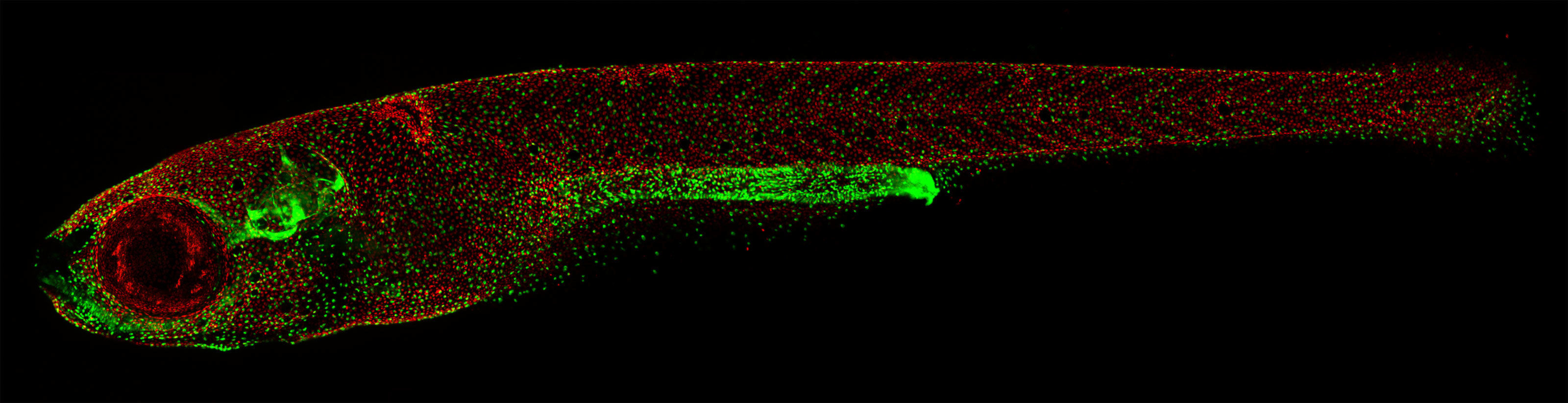 In toto image of the skin and mucous cells in a live zebrafish larva ...
