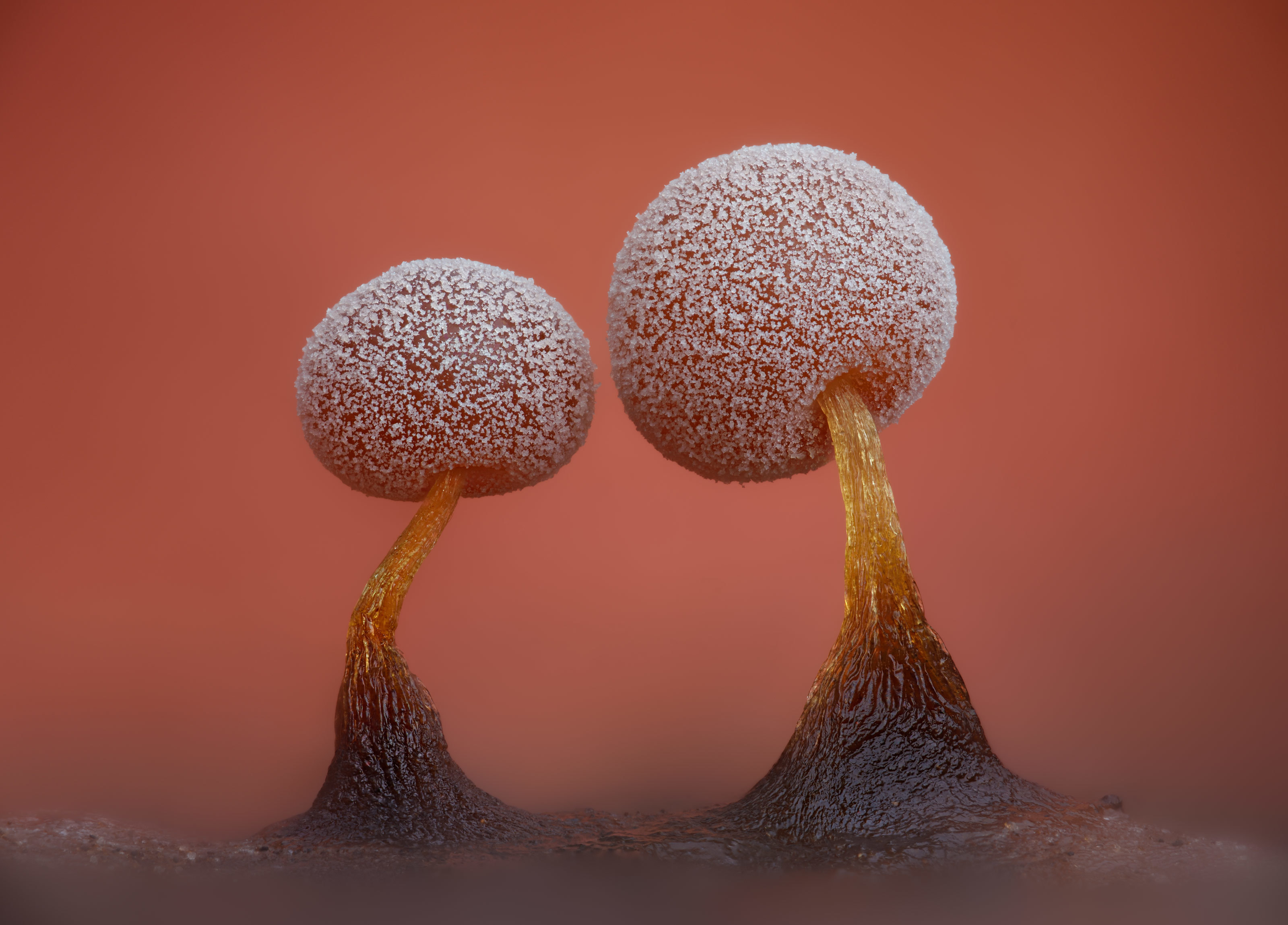 Slime mold (Didymium sp.) fruiting bodies | Nikon Small World