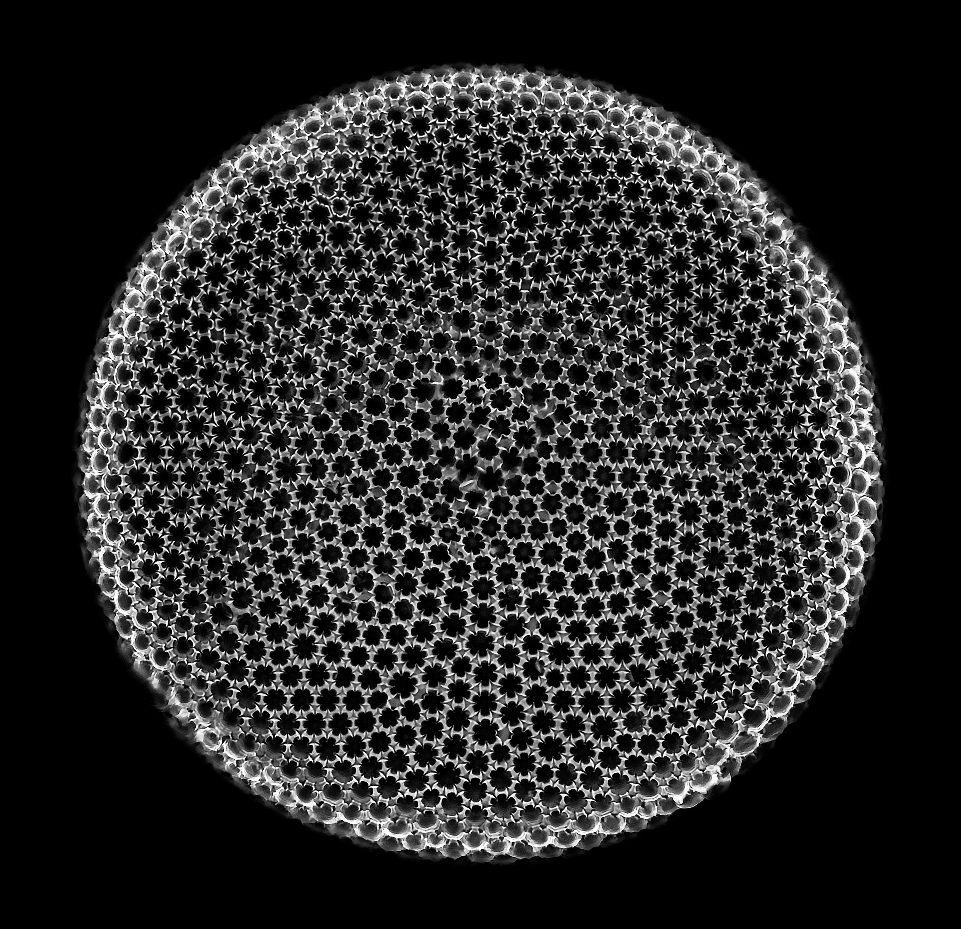 Fossil diatom | Nikon Small World