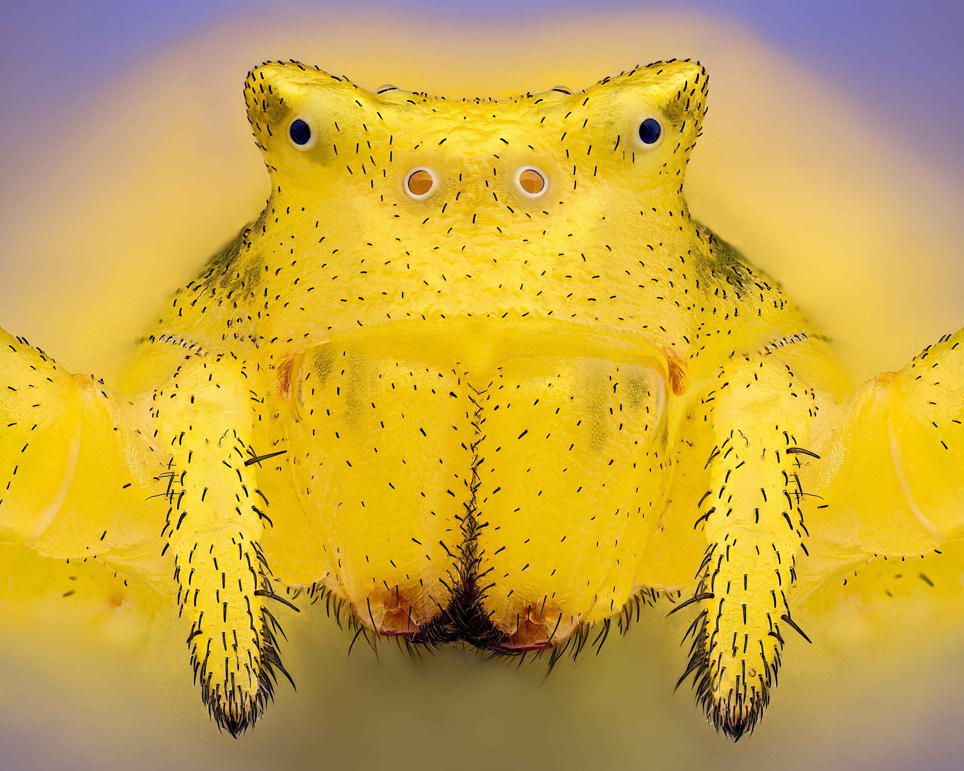 Crab spider (Thomisus onustus) | Nikon Small World