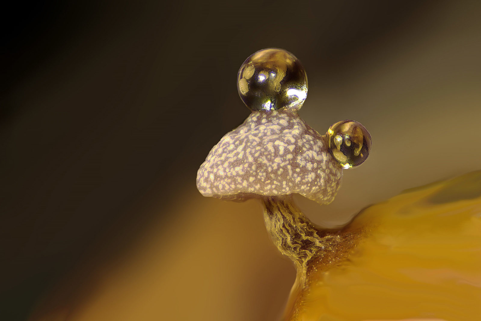 Slime mold on a rotten twig with water droplets | Nikon Small World