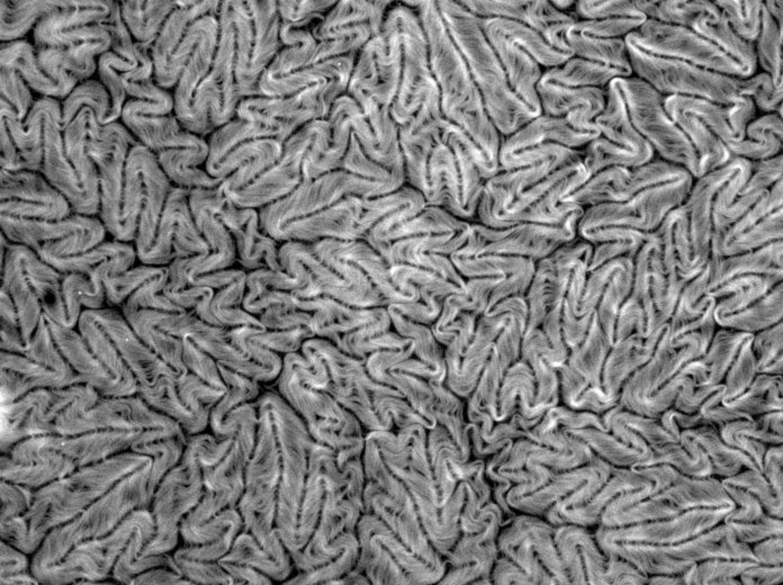 Friction transition in a microtubule-based active liquid crystal ...