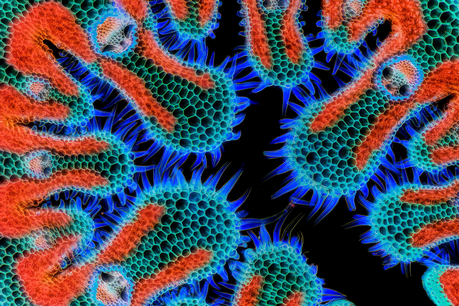 Cross section of European beach grass leaf | Nikon Small World