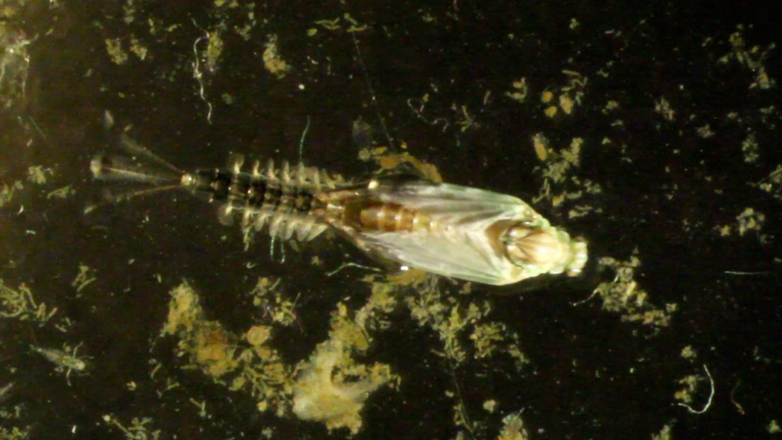 Molting mayfly | Nikon Small World