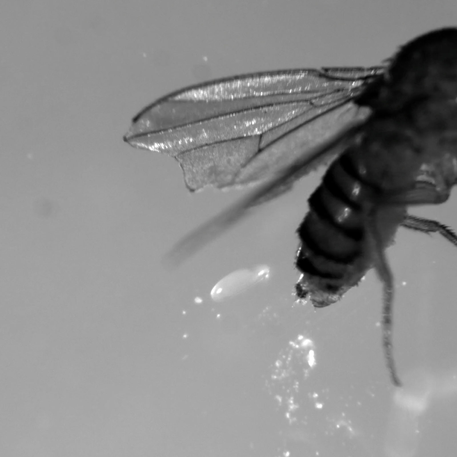 Three views of a fruit fly (Drosophila melanogaster) | Nikon Small World