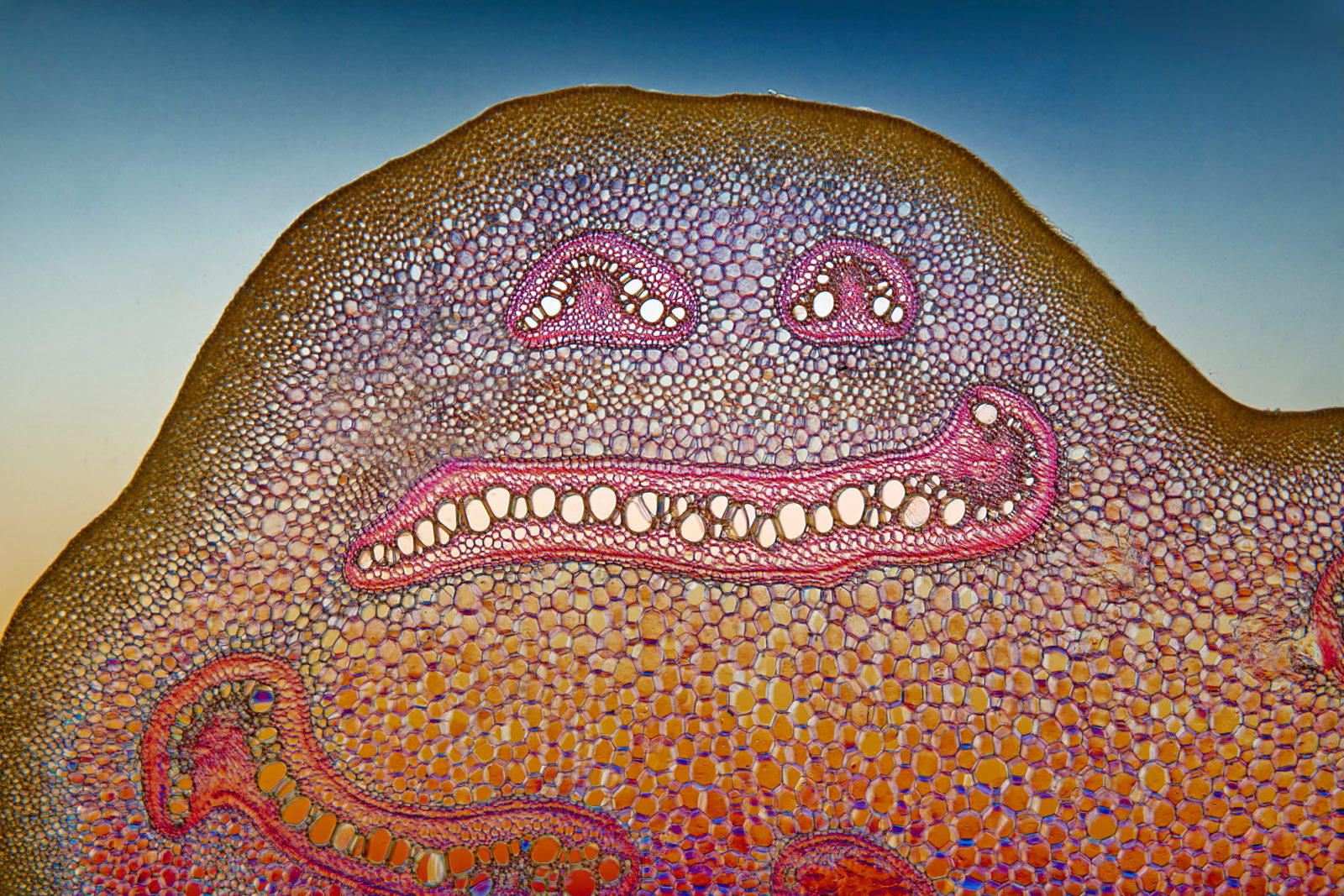 Transverse section of rachis (stem) of bracken fern | Nikon Small World