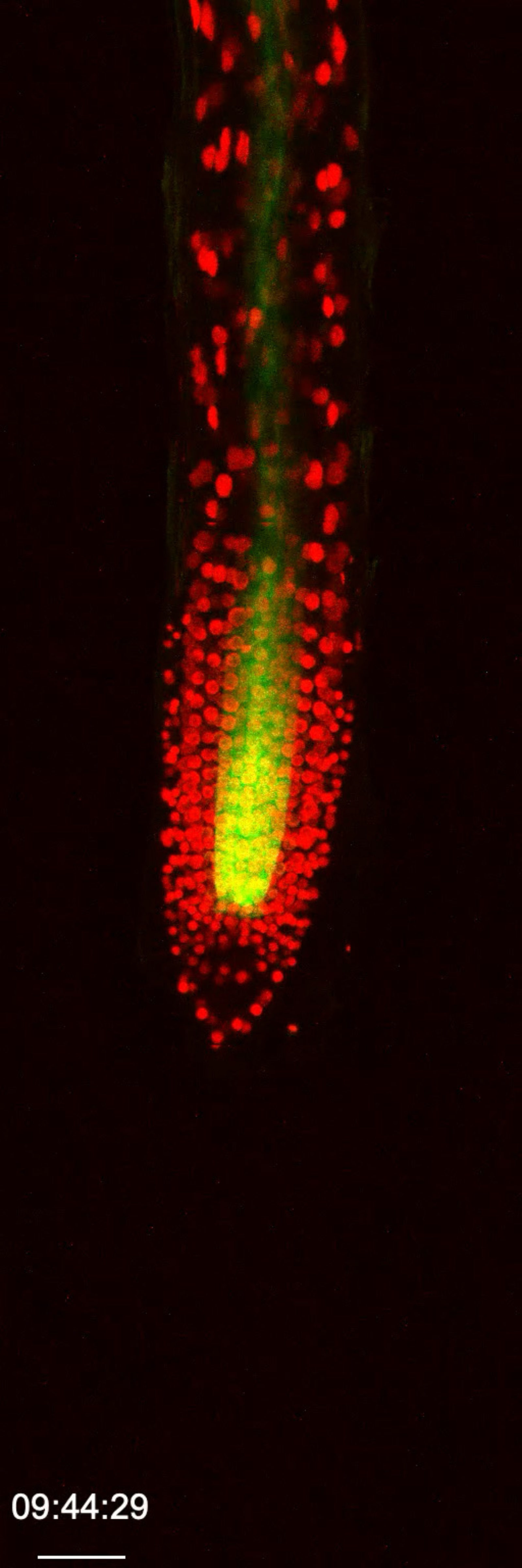 17-hour time-lapse of a growing thale cress (Arabidopsis thaliana) root ...