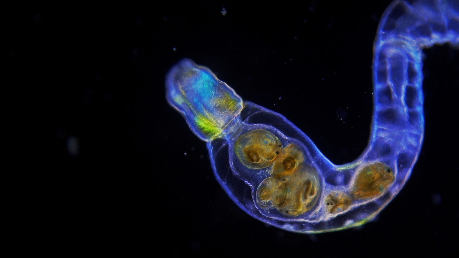 Oligochaete worm (Chaetogaster sp.) | Nikon Small World