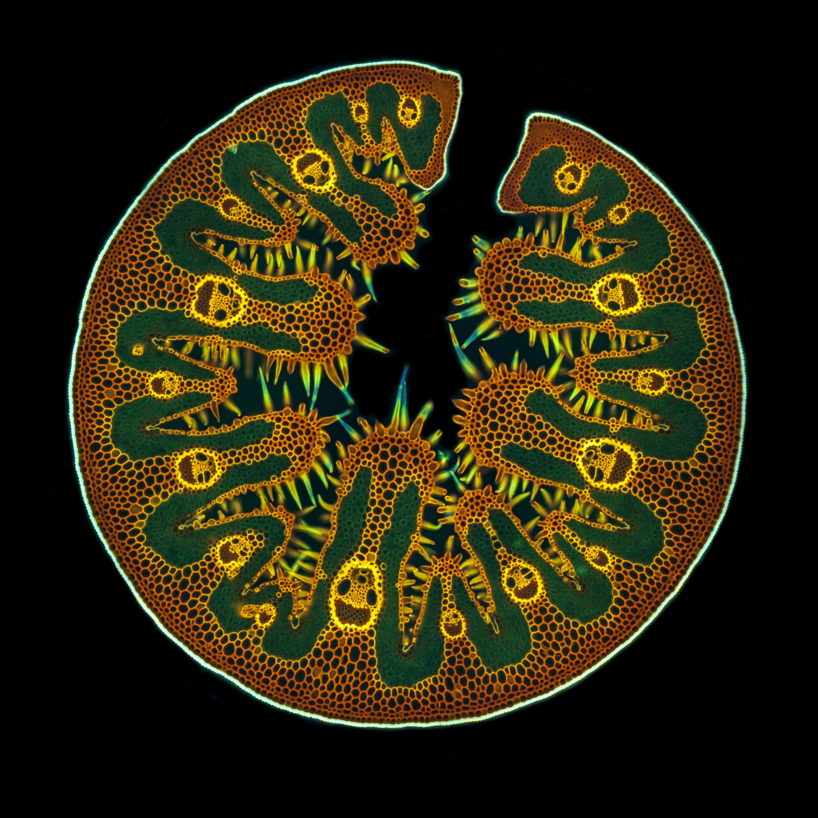 Cross section of a beach grass leaf | Nikon Small World