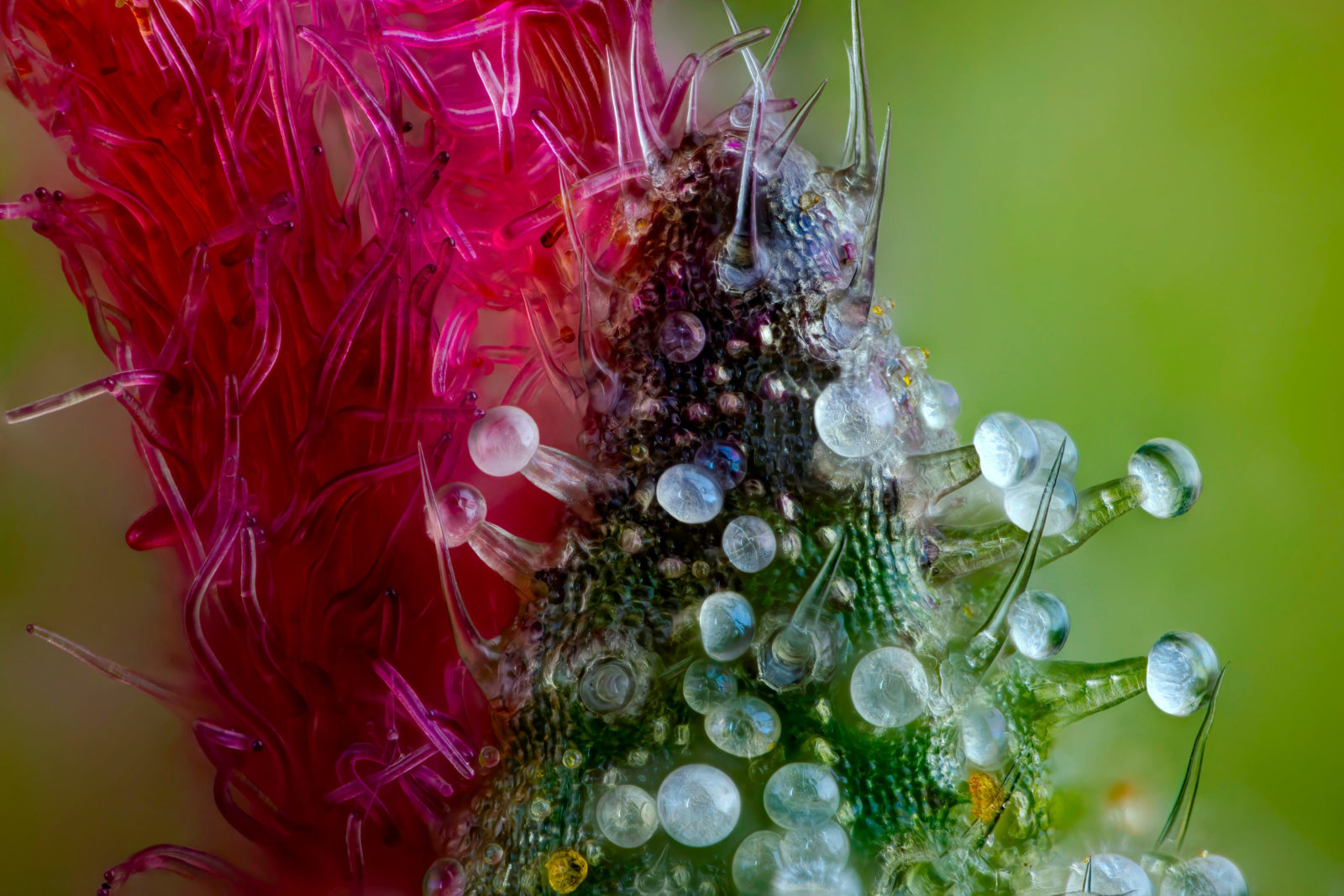 Bract of a cannabis plant | Nikon Small World