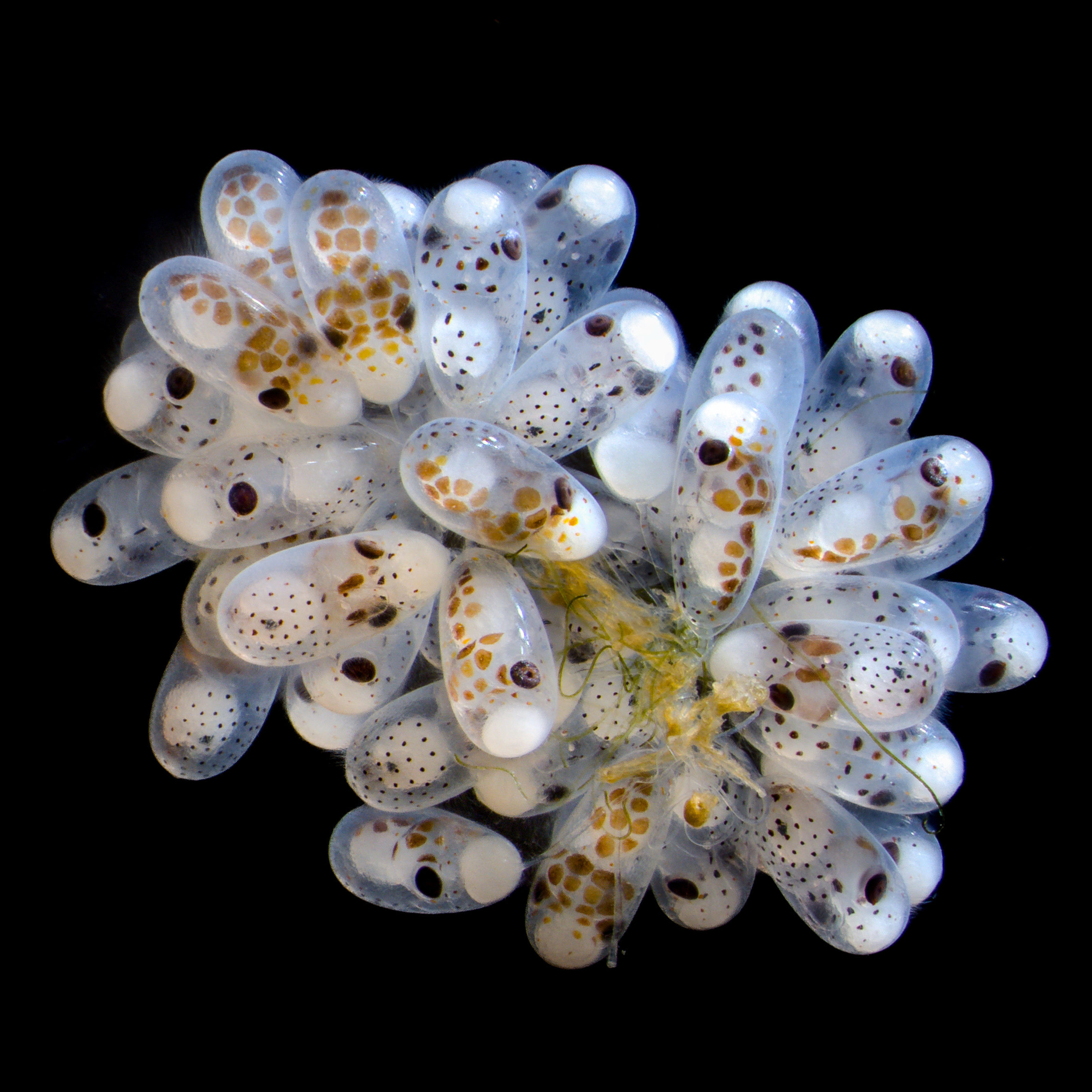 Cluster of octopus eggs | Nikon Small World