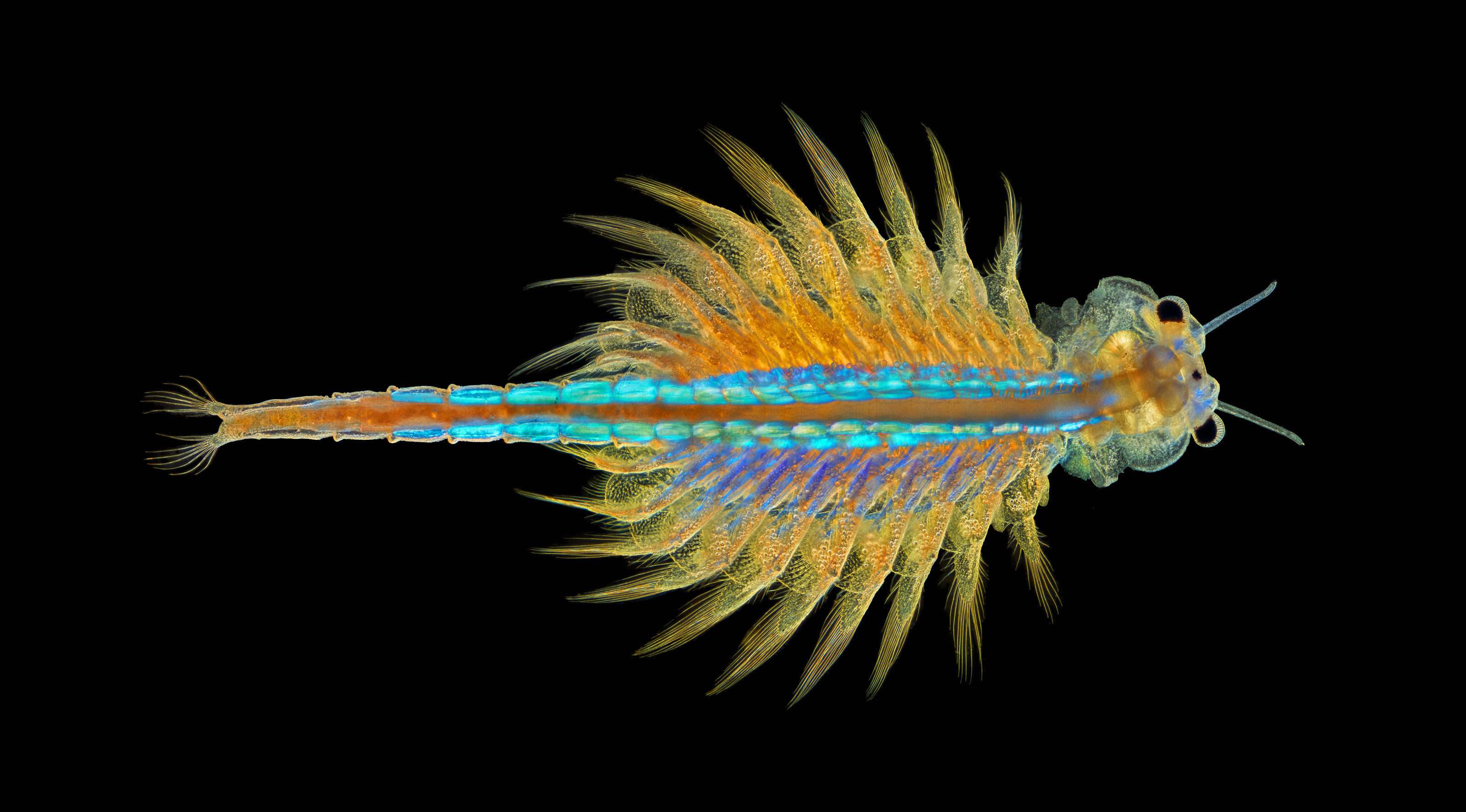 Brine shrimp | Nikon Small World