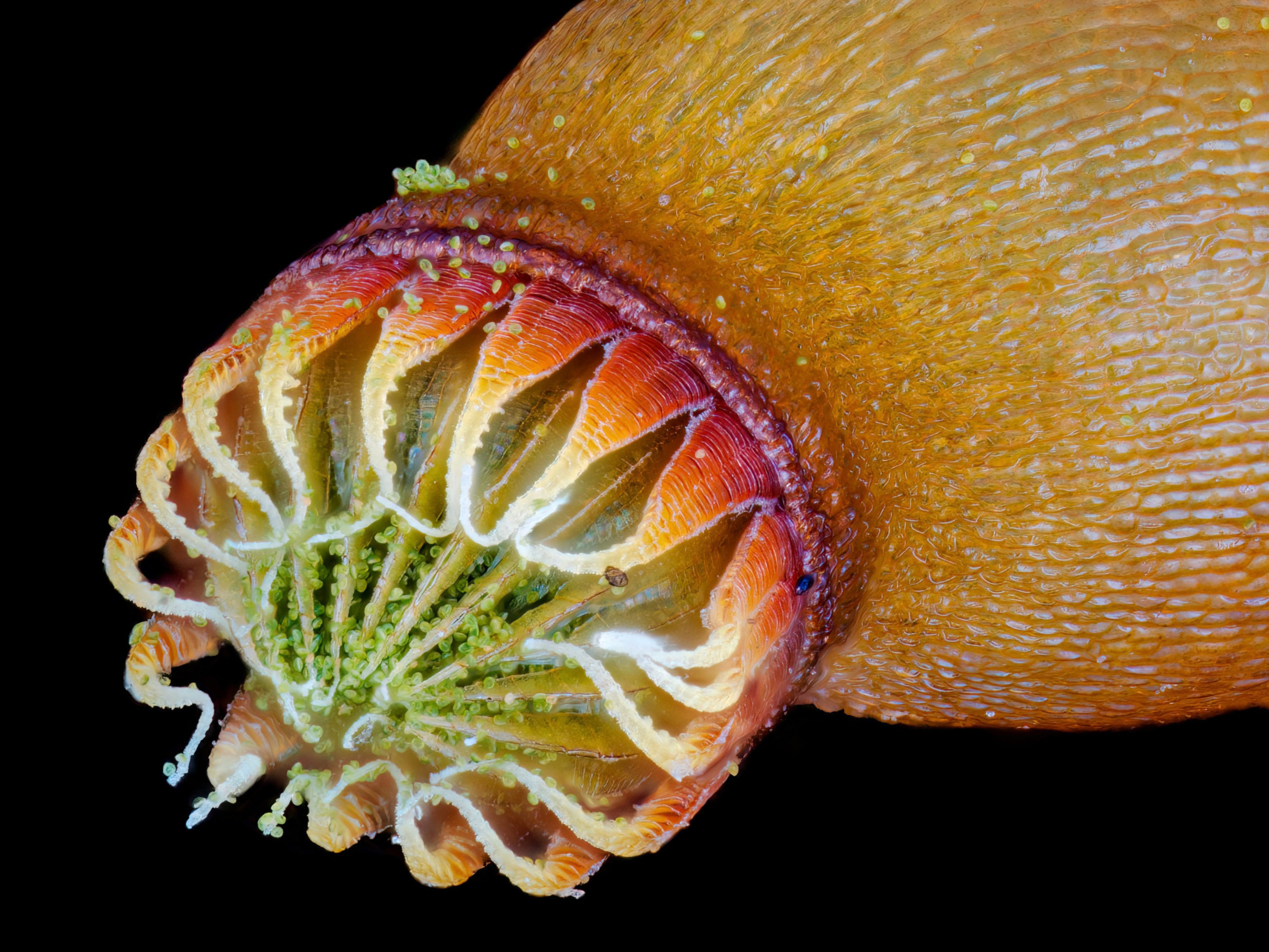 Moss sporophyte with spores | Nikon Small World