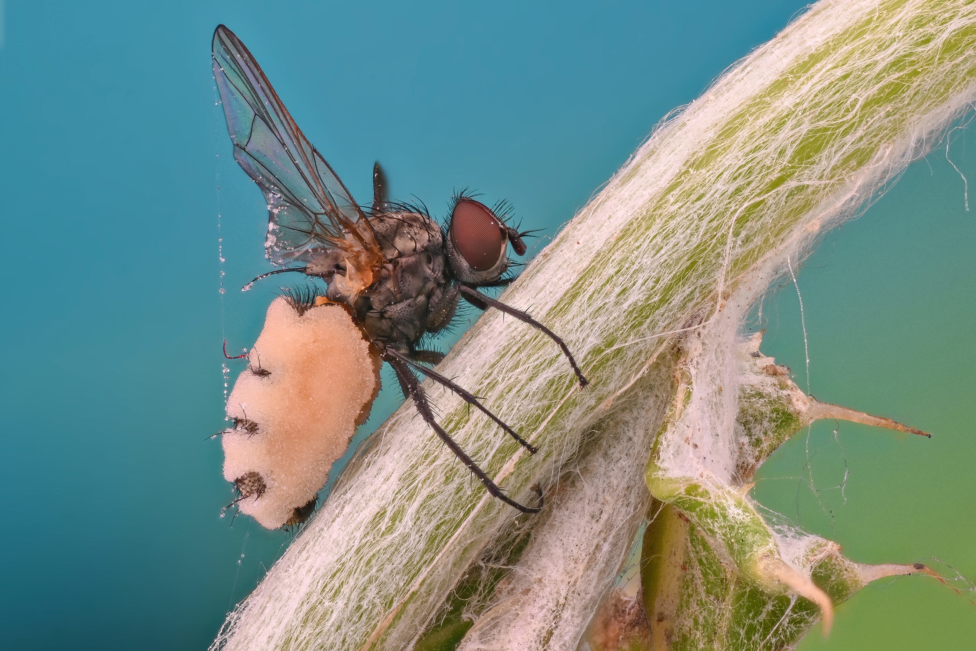 Small fly killed by zombie fly fungus | Nikon Small World