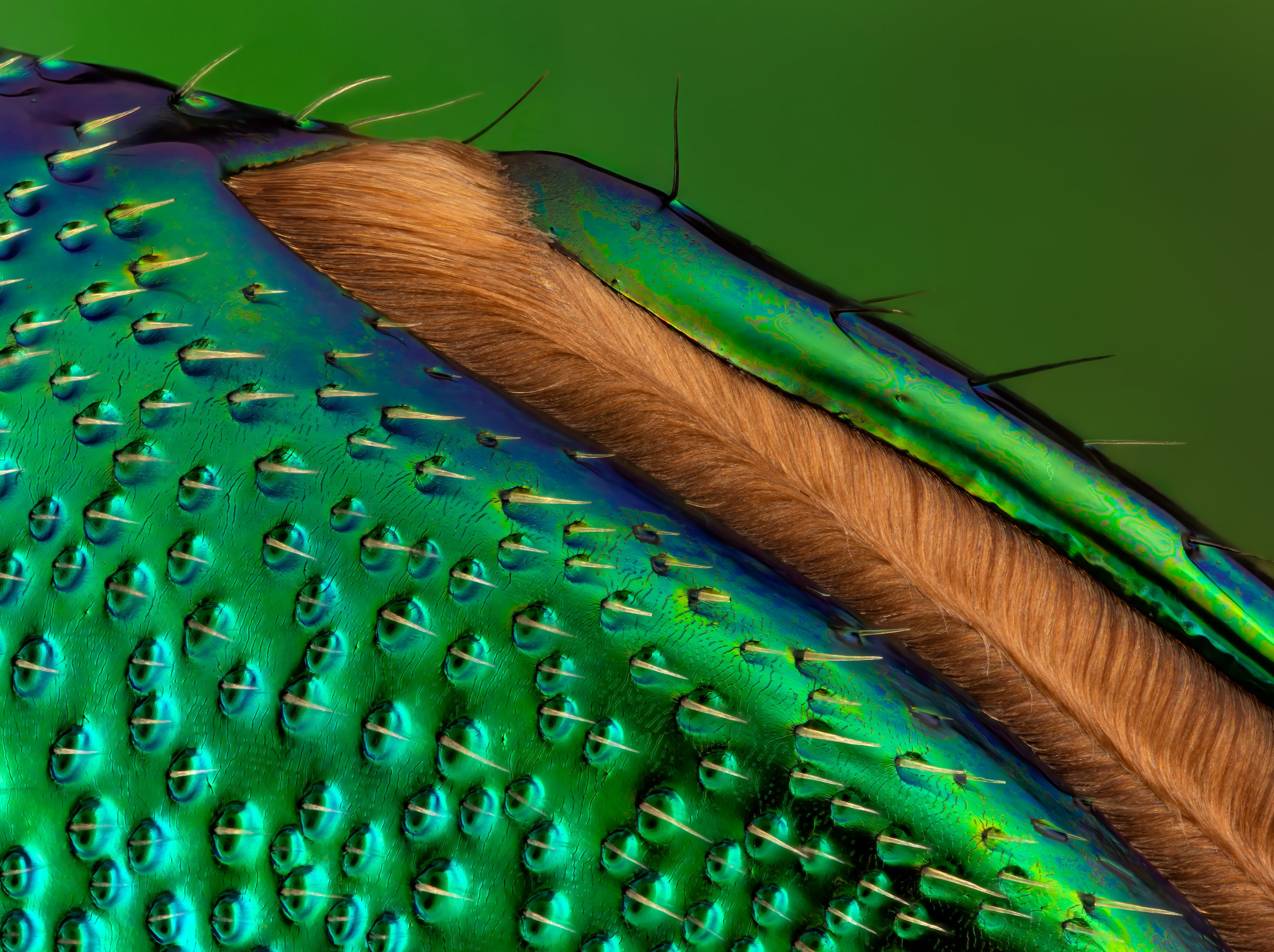 Mid-tibial tuft on a male orchid bee | Nikon Small World