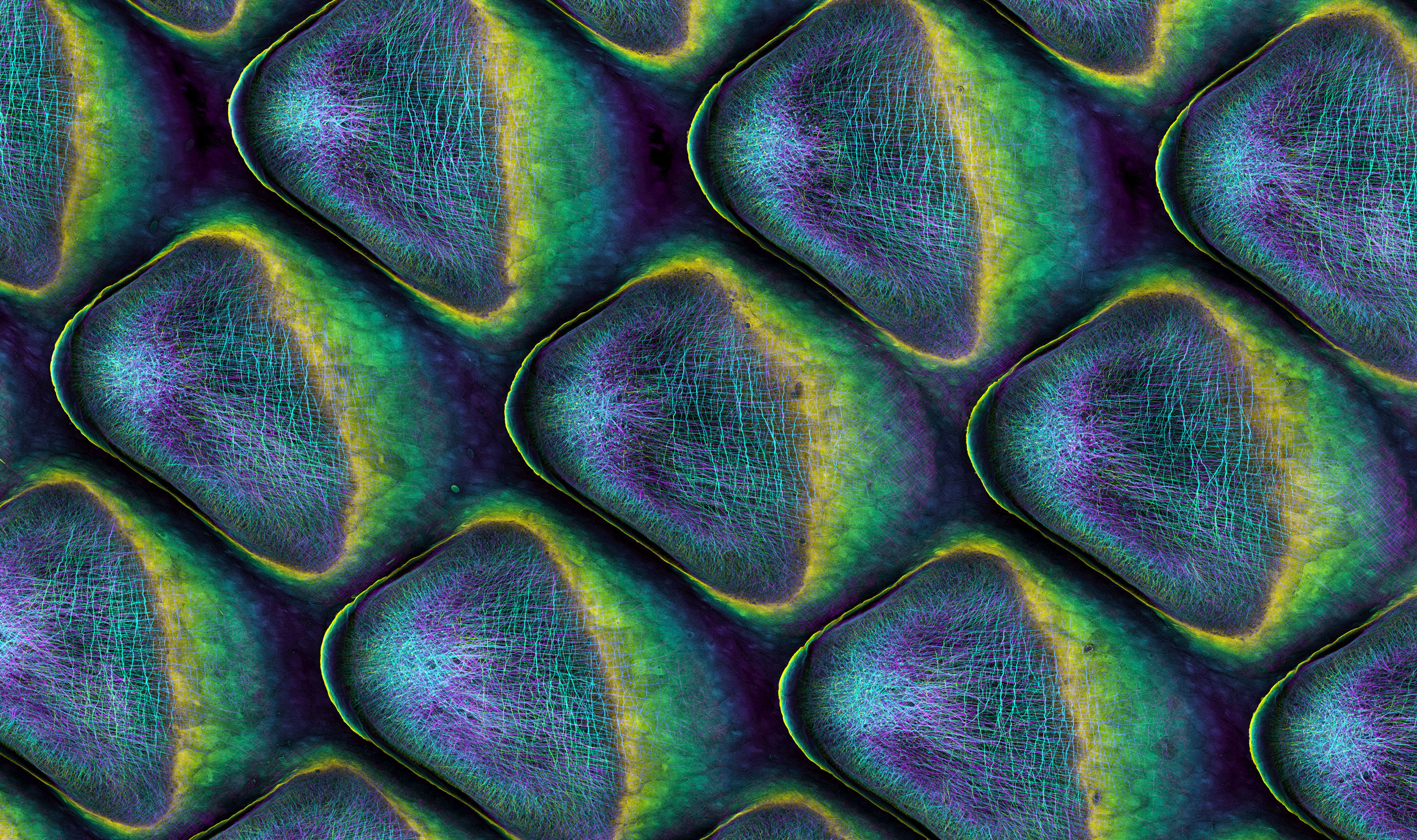 Skin scales of a snake embryo | Nikon Small World