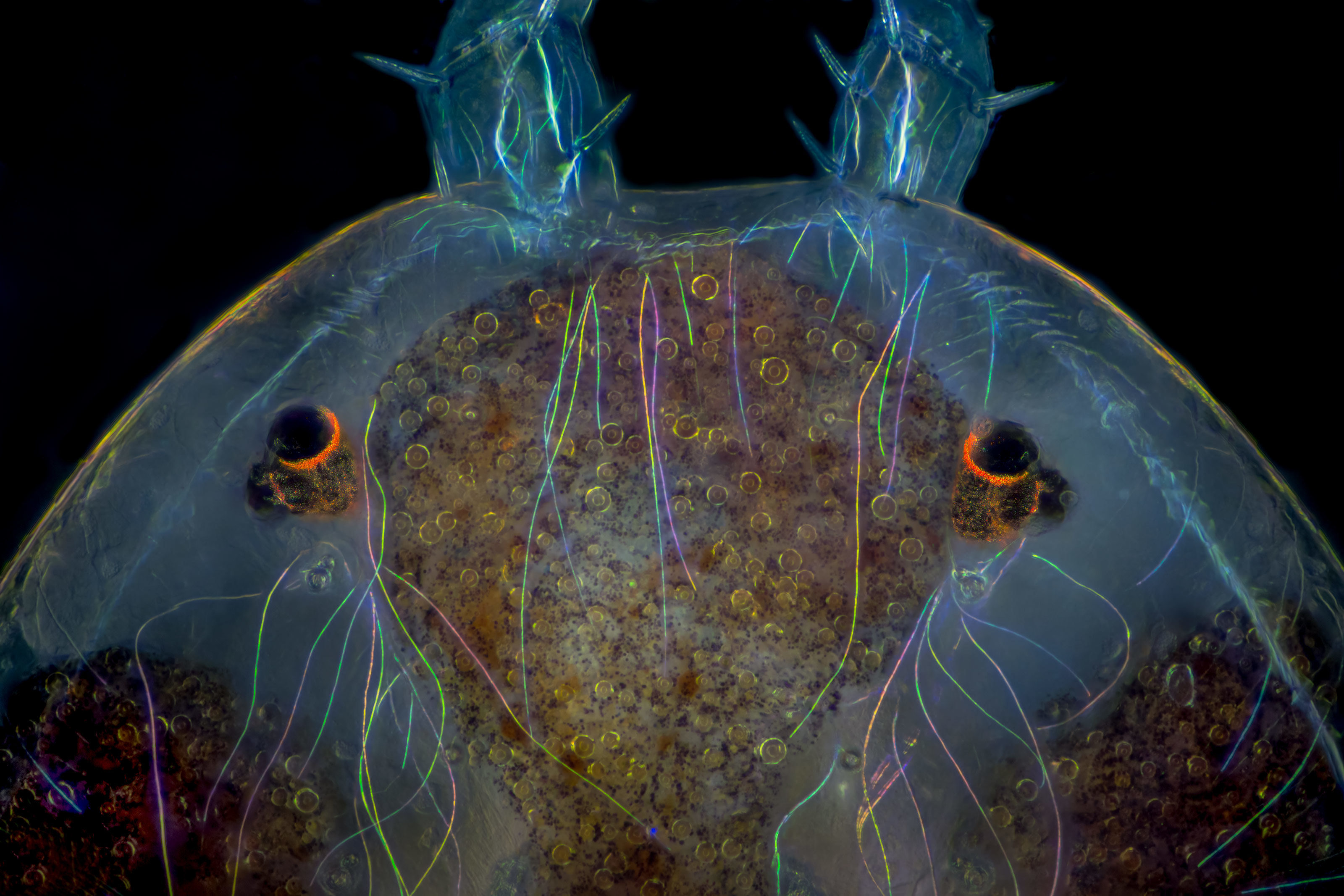 Water mite (Hydrachna sp.) | Nikon Small World