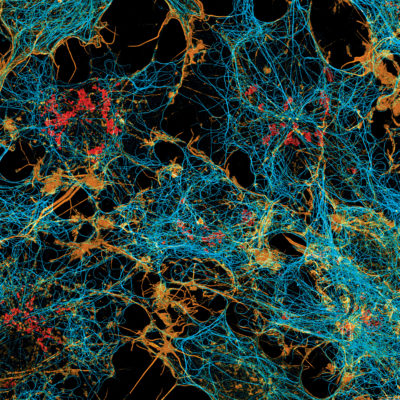 Cultured monkey kidney cells | Nikon Small World