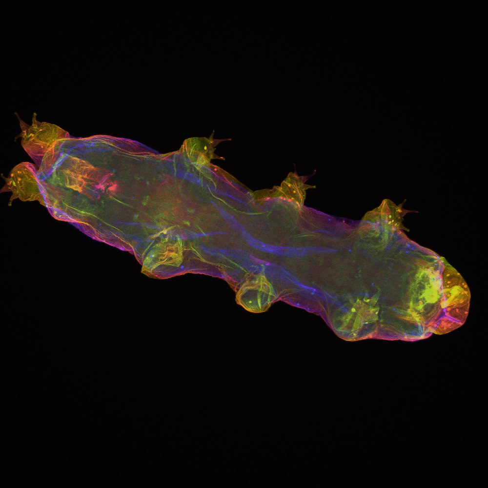 Tardigrade (Hypsibius exemplaris) | Nikon Small World