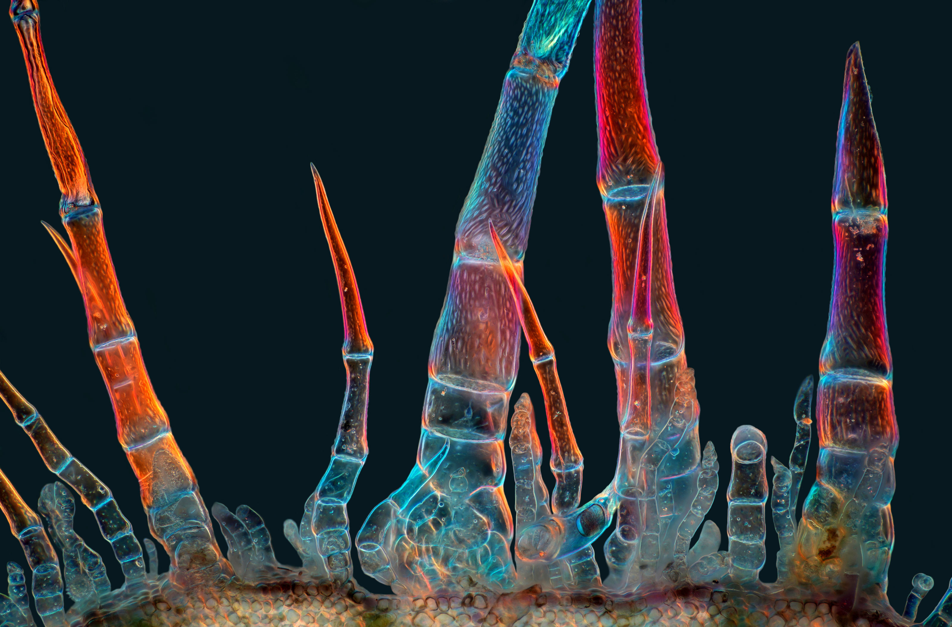 Sunflower trichomes (hair-like plant outgrowths) | Nikon Small World
