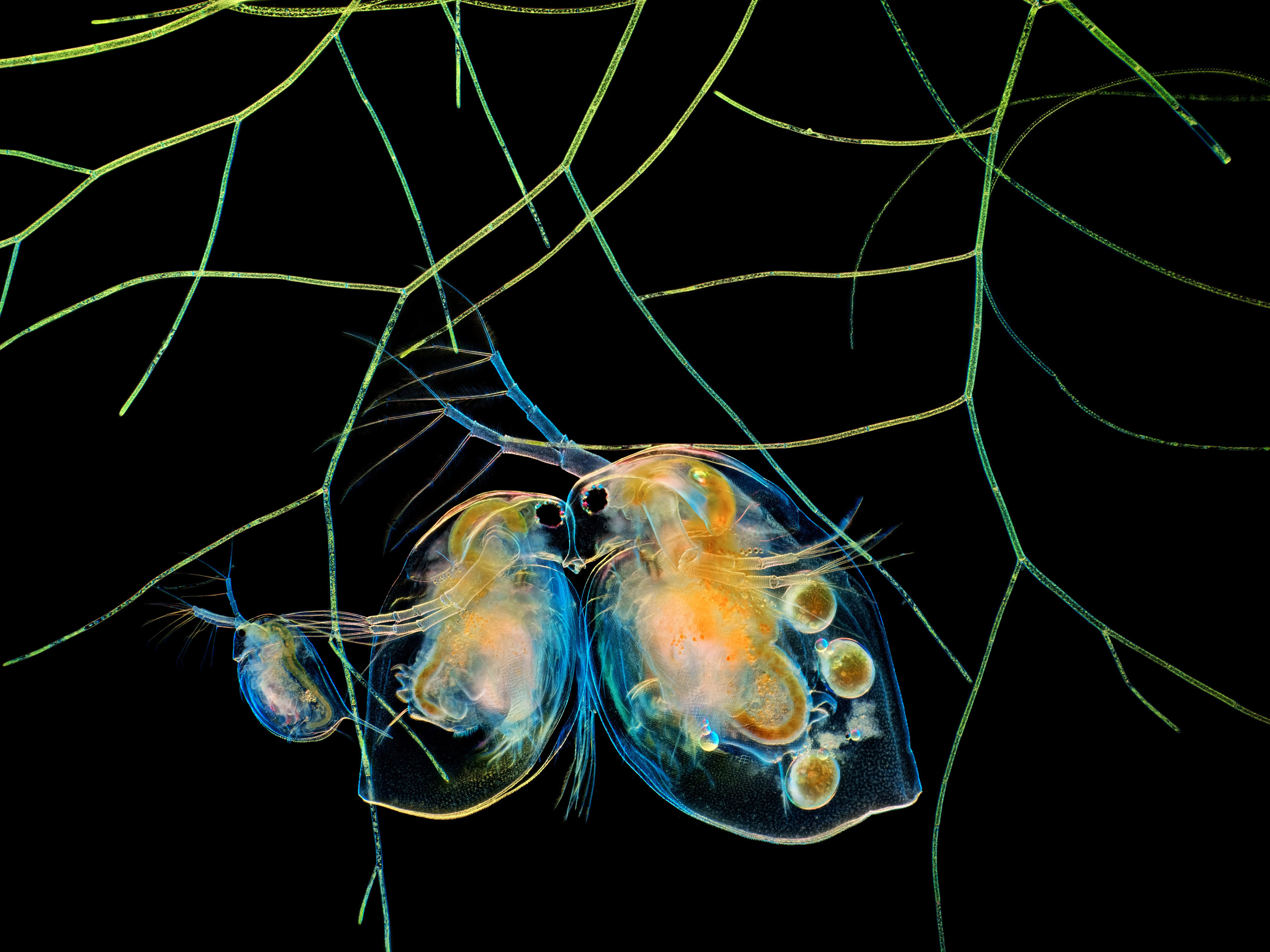 Water fleas (Daphnia) and algae | Nikon Small World