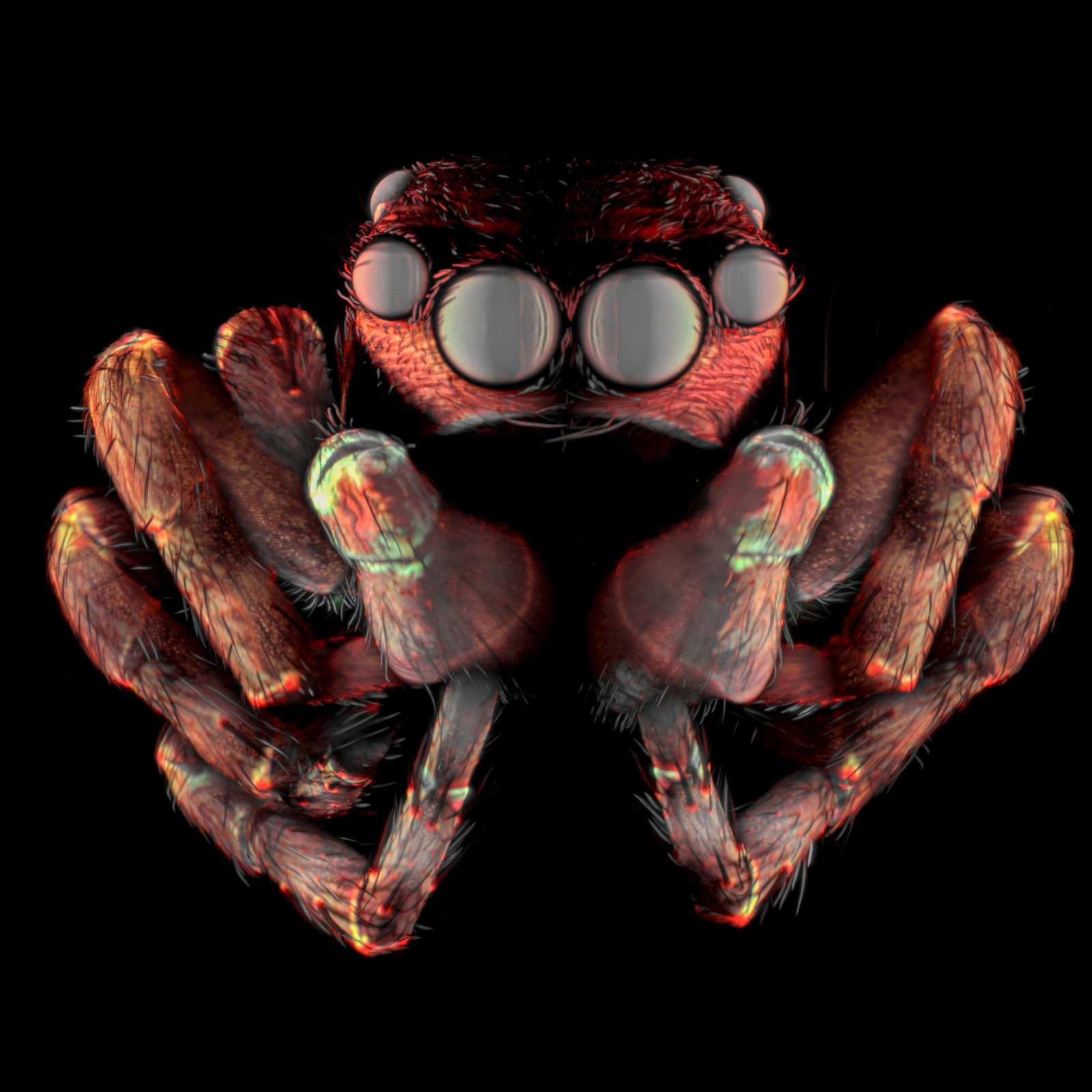 Jumping spider | Nikon Small World