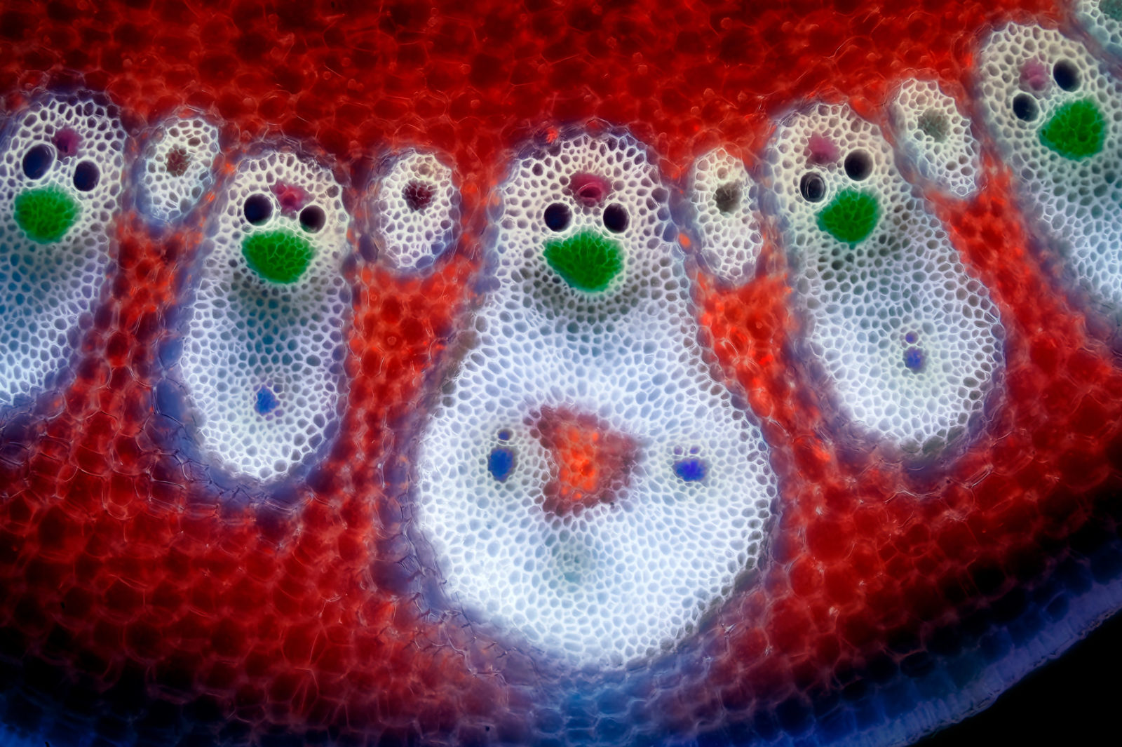 Vascular bundles in a bamboo leaf (Phyllostachys sp.) | Nikon Small World